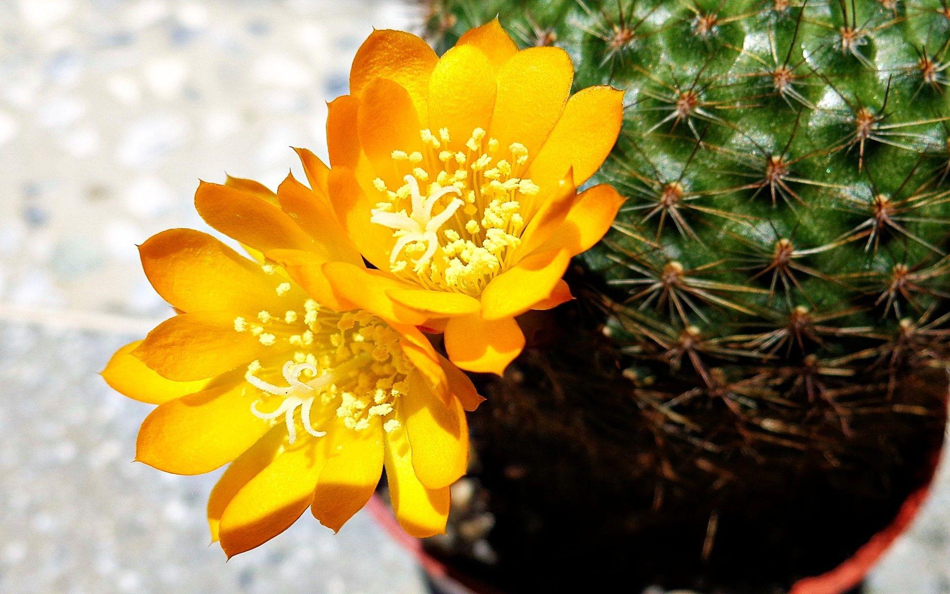 Cactus Flower Wallpapers - Top Free Cactus Flower Backgrounds ...