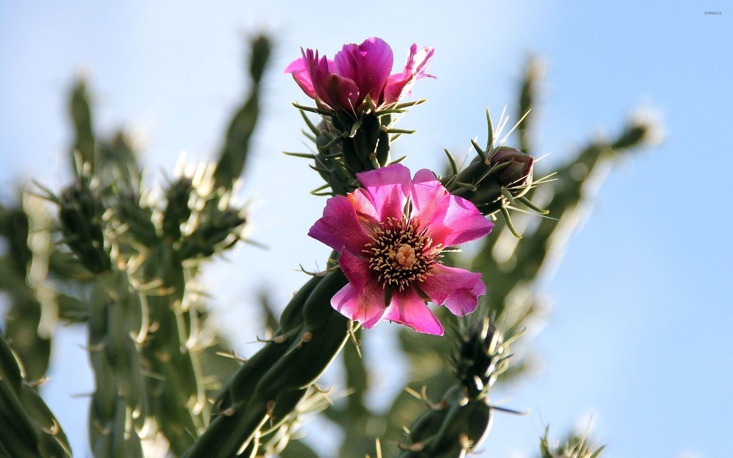 Cactus Flower Wallpapers - Top Free Cactus Flower Backgrounds ...