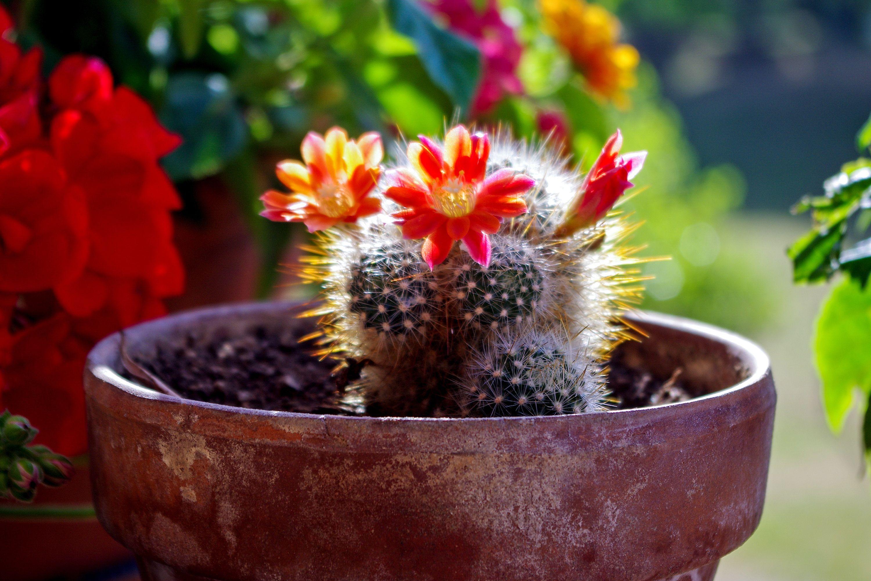 Cactus Flower Wallpapers - Top Free Cactus Flower Backgrounds ...