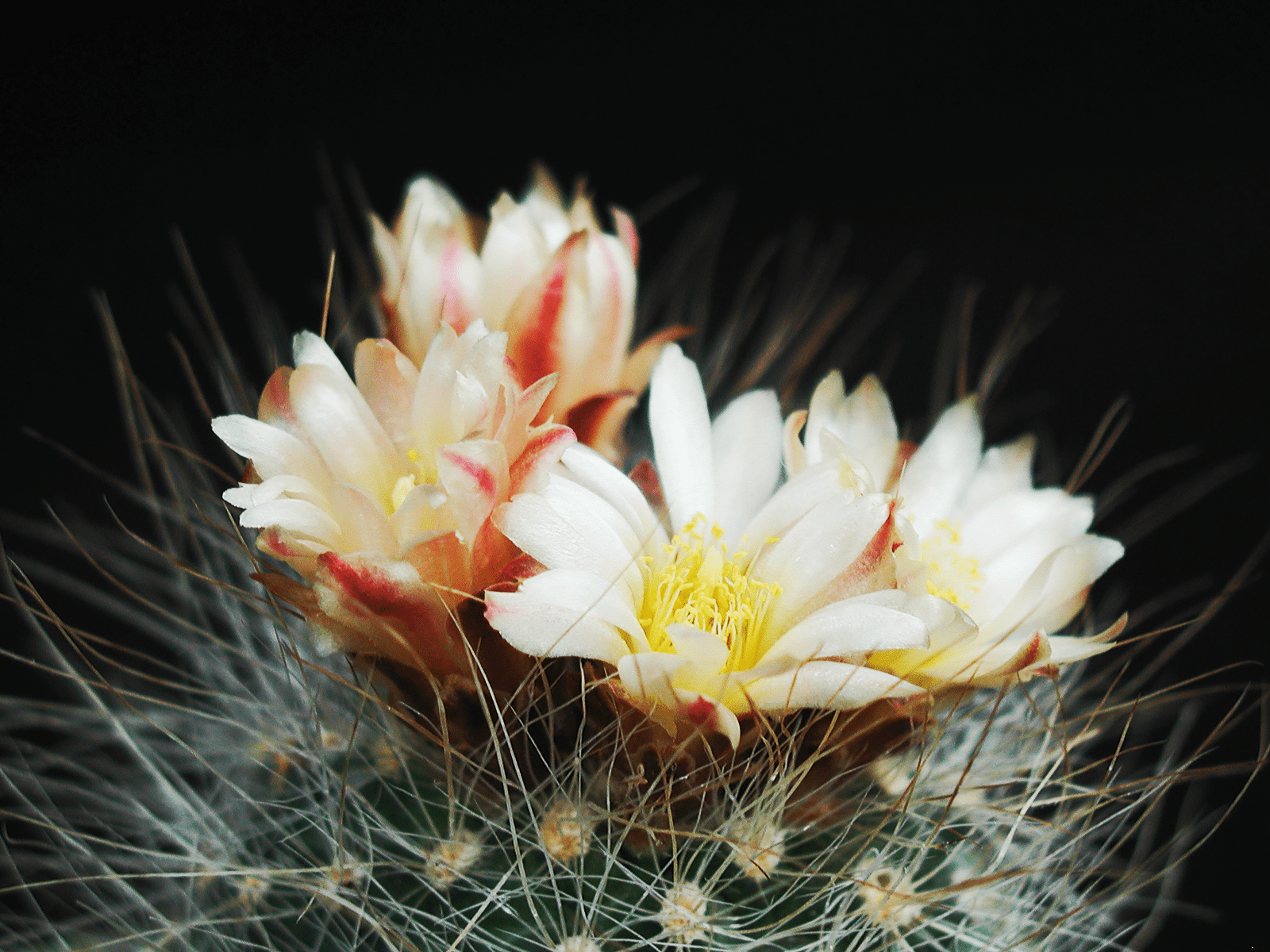 Cactus Flower Wallpapers - Top Free Cactus Flower Backgrounds ...