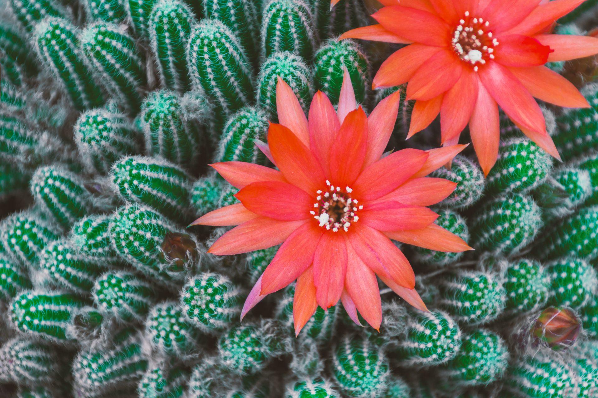 Cactus Flower Wallpapers - Top Free Cactus Flower Backgrounds - WallpaperAccess