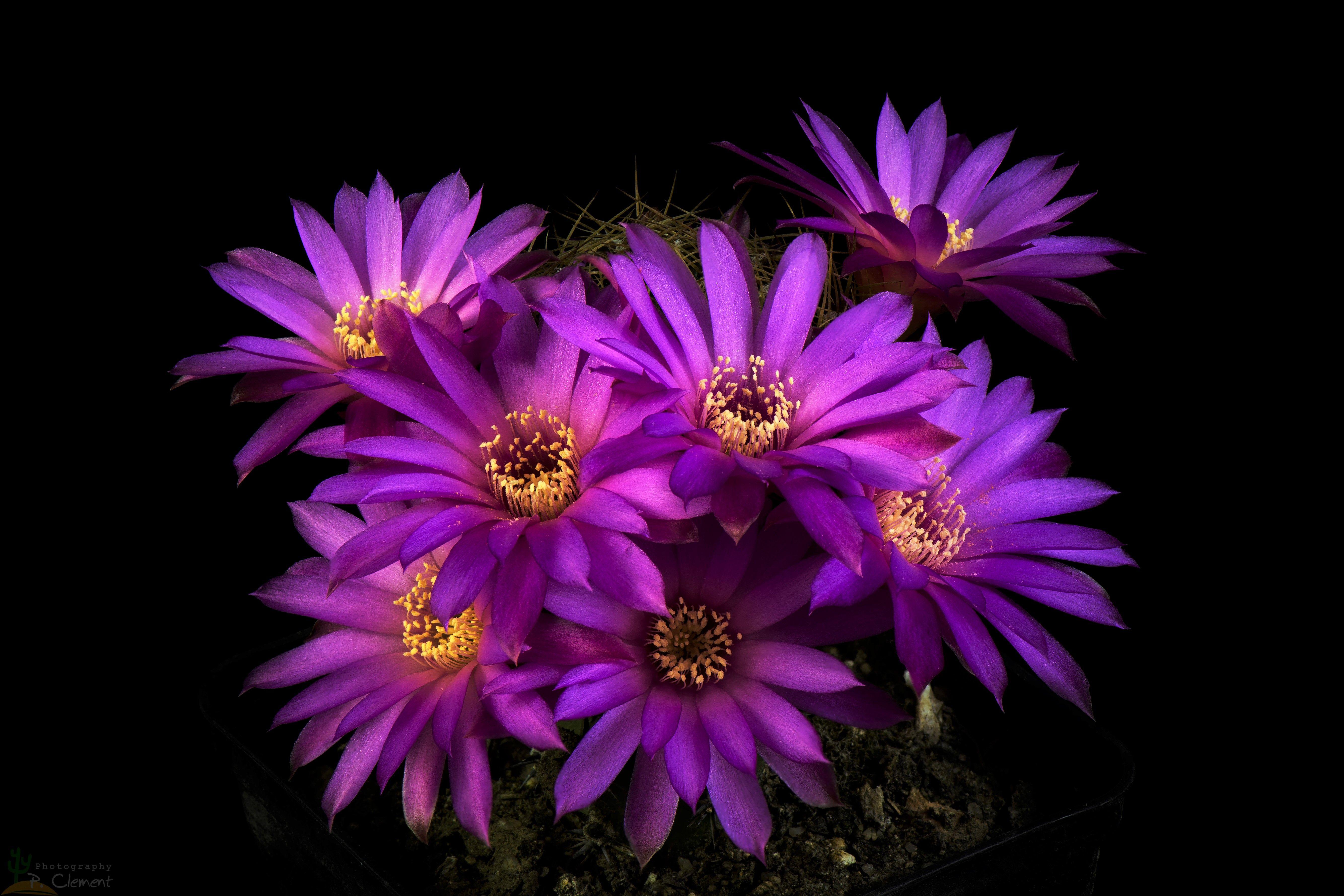 Cactus Flower Wallpapers - Top Free Cactus Flower Backgrounds ...