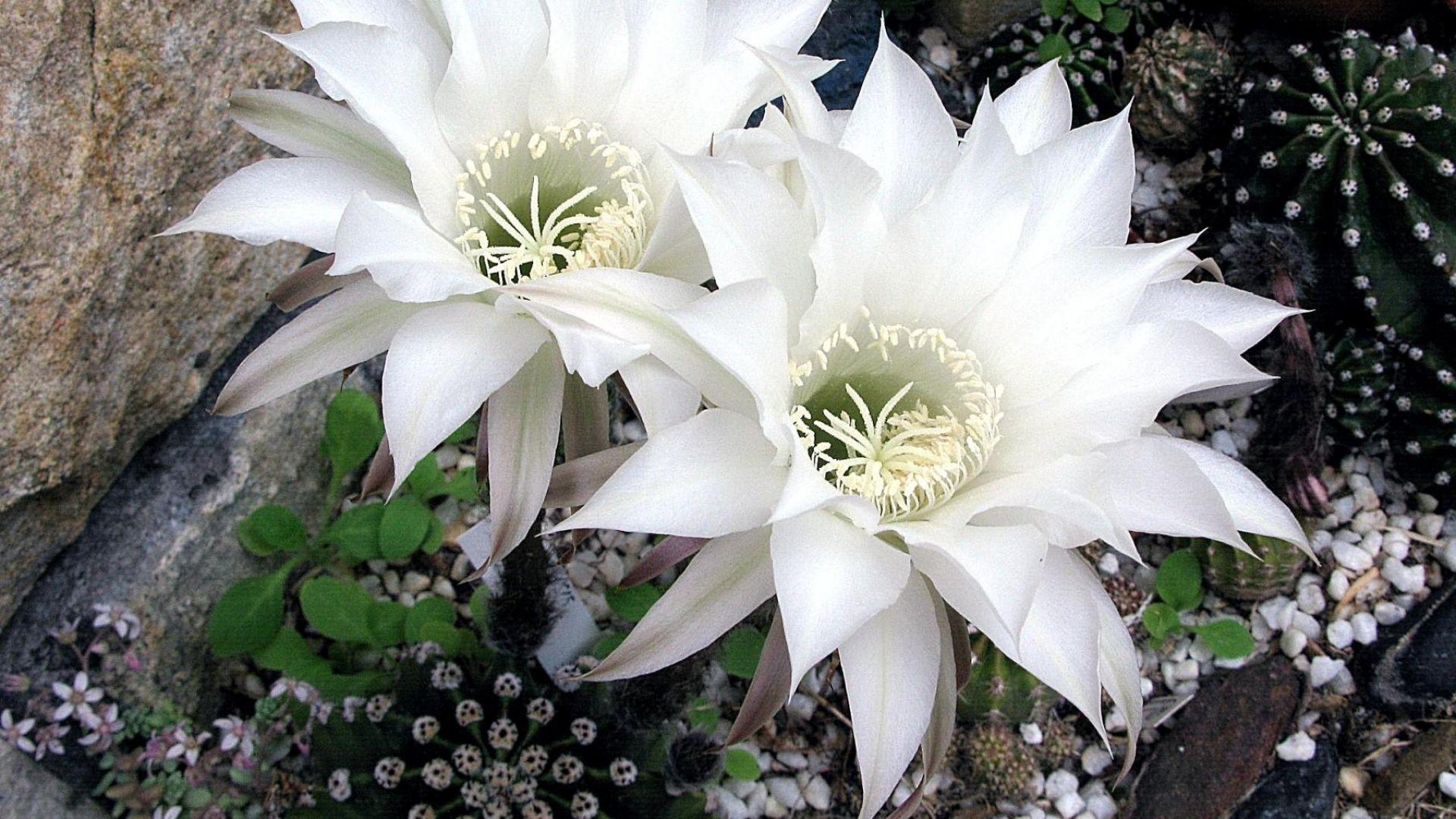 Cactus Flower Wallpapers - Top Free Cactus Flower Backgrounds ...