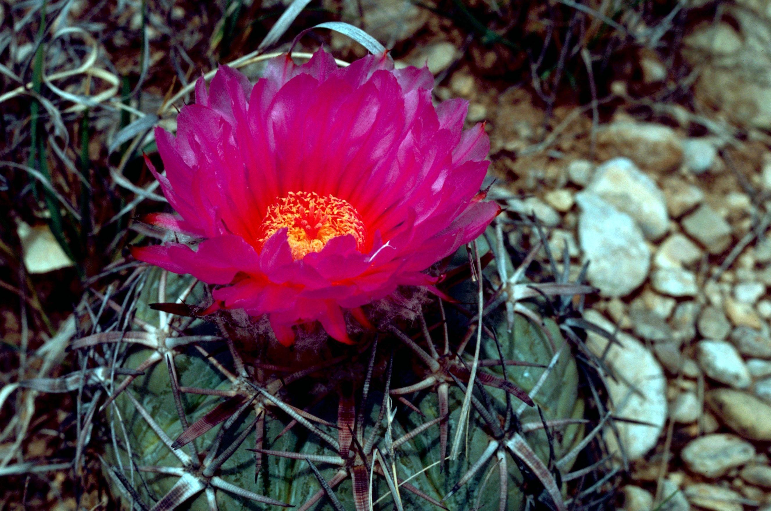 Cactus Flower Wallpapers - Top Free Cactus Flower Backgrounds ...
