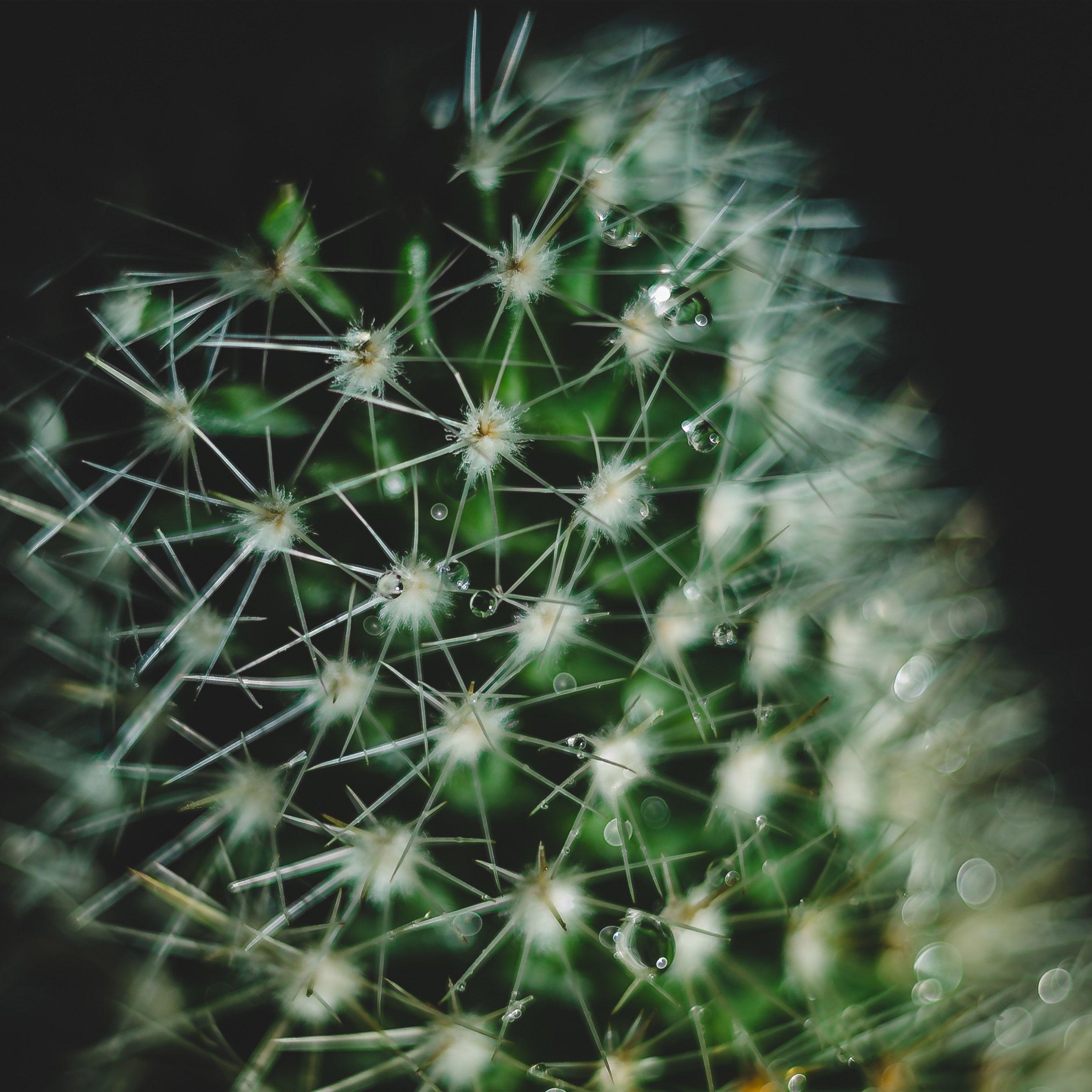 Cactus Flower Wallpapers - Top Free Cactus Flower Backgrounds ...