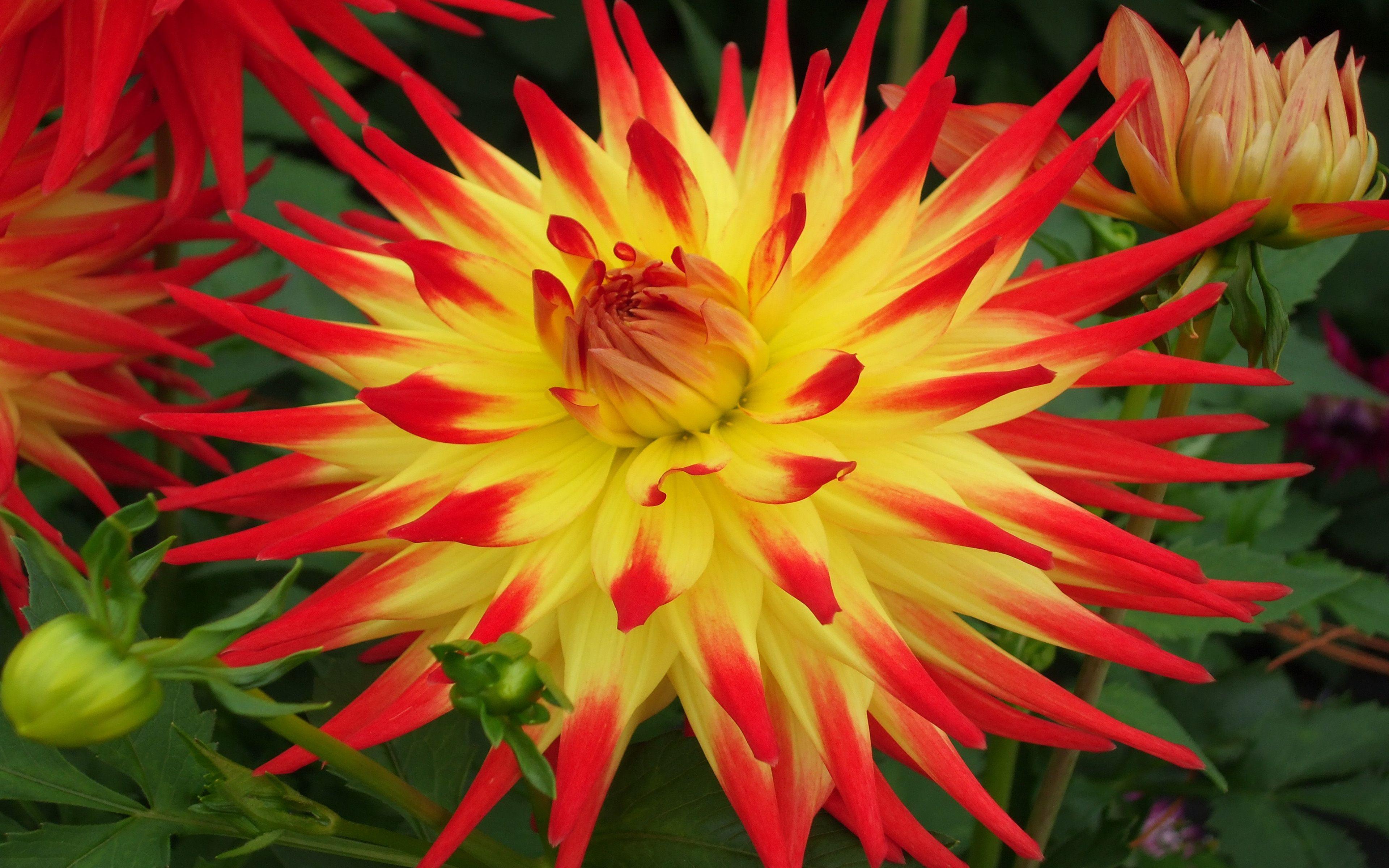 Cactus Flower Wallpapers - Top Free Cactus Flower Backgrounds ...