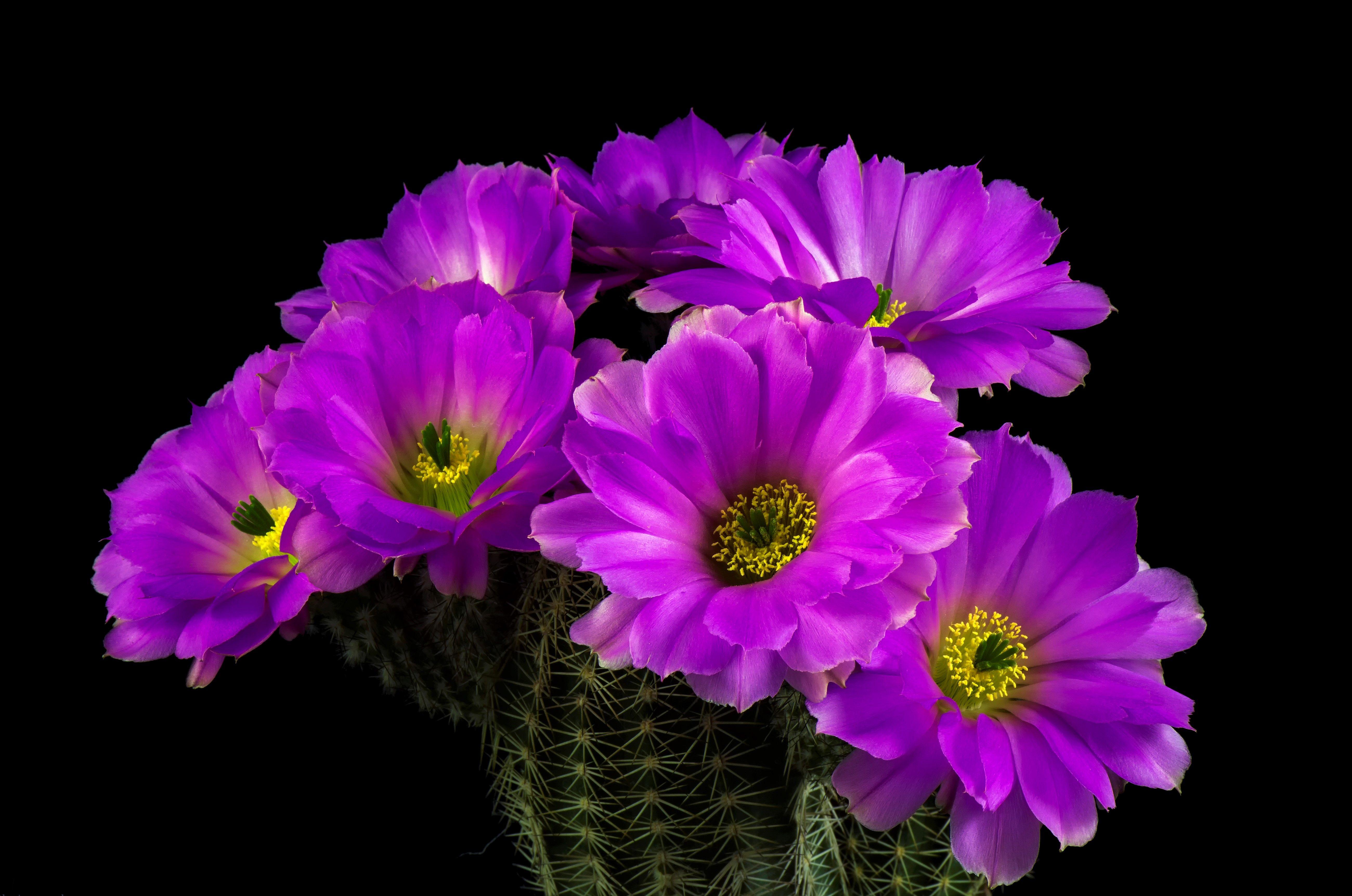 Cactus Flower Wallpapers - Top Free Cactus Flower Backgrounds ...