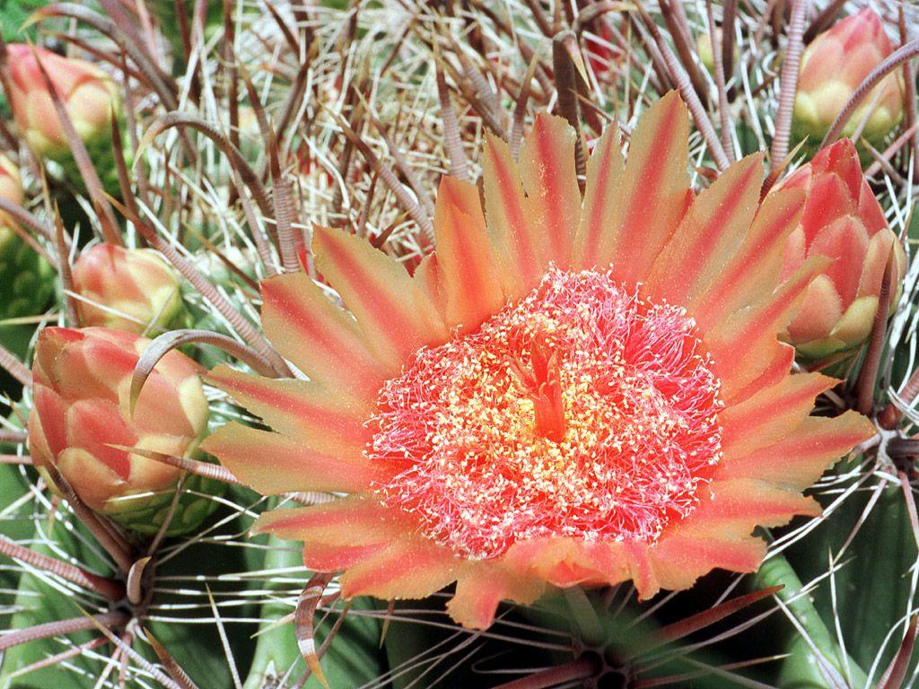 Cactus Flower Wallpapers - Top Free Cactus Flower Backgrounds ...