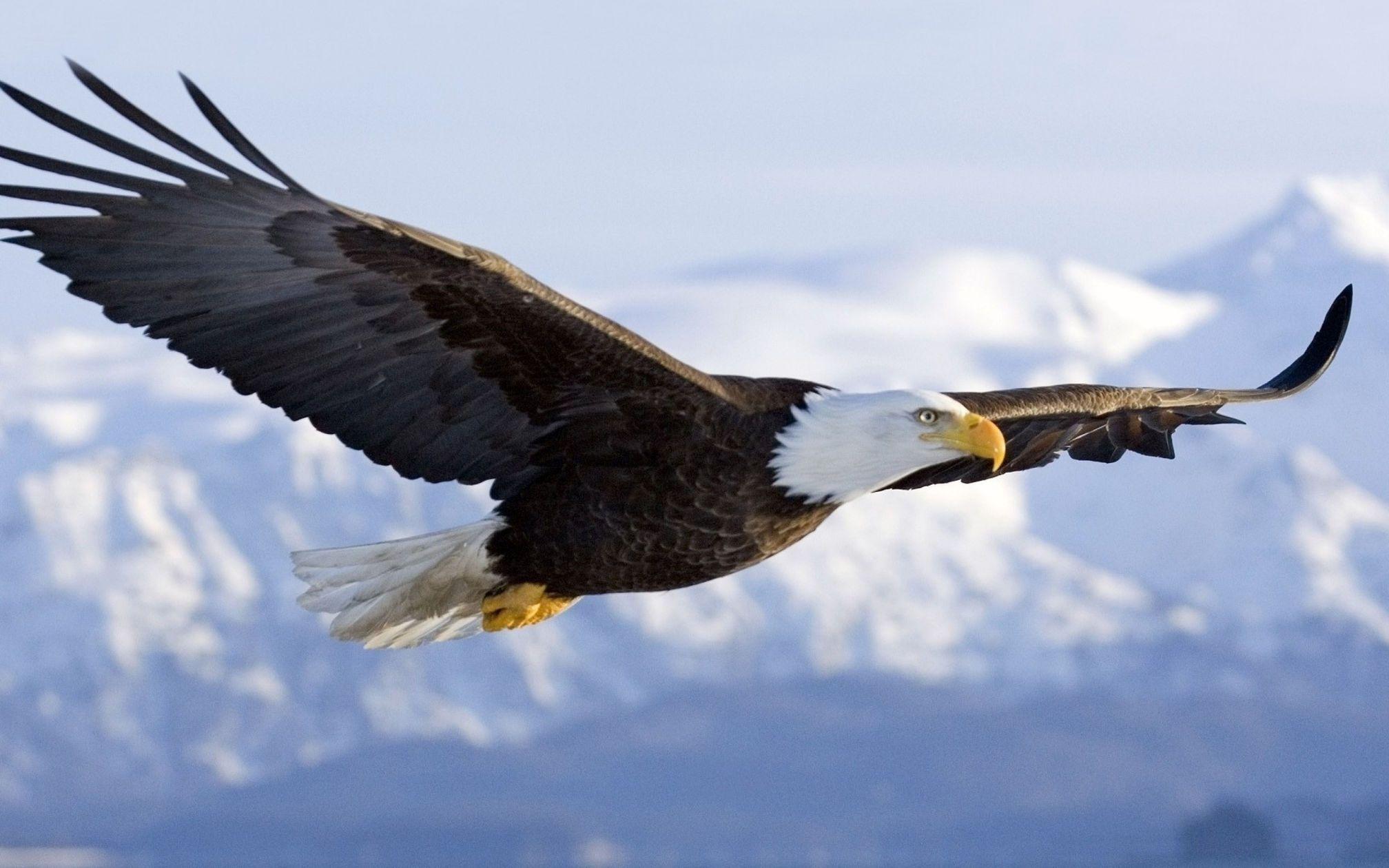 Eagle Flying Wallpapers - Top Free Eagle Flying Backgrounds ...