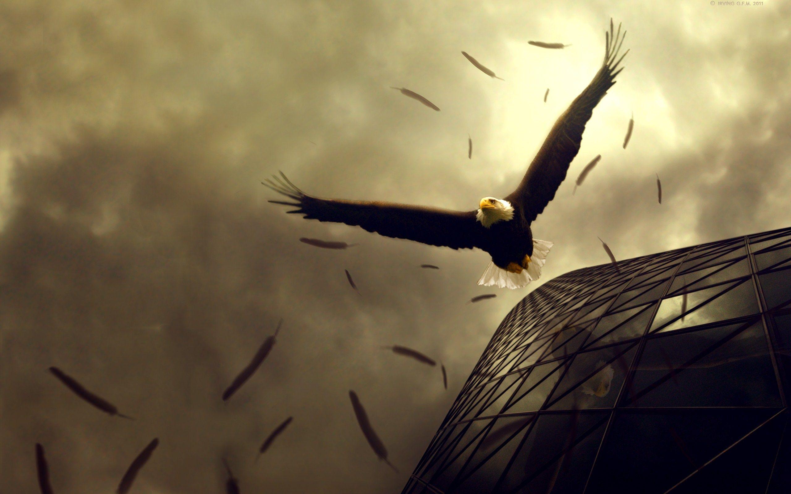 Eagle Wallpapers - Top Free Eagle Backgrounds - WallpaperAccess