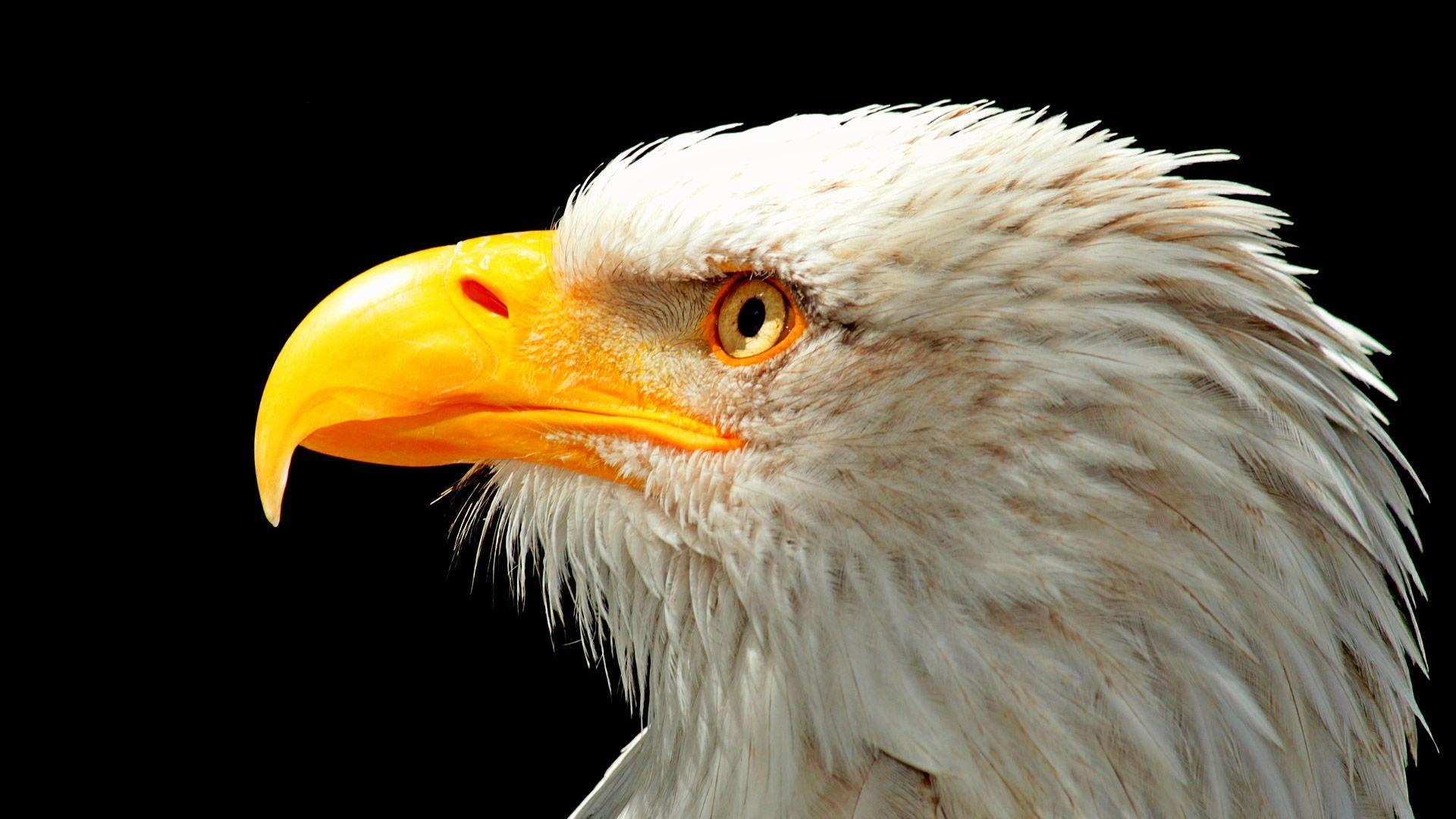 1920 X 1080 Eagle Wallpapers - Top Free 1920 X 1080 Eagle Backgrounds ...