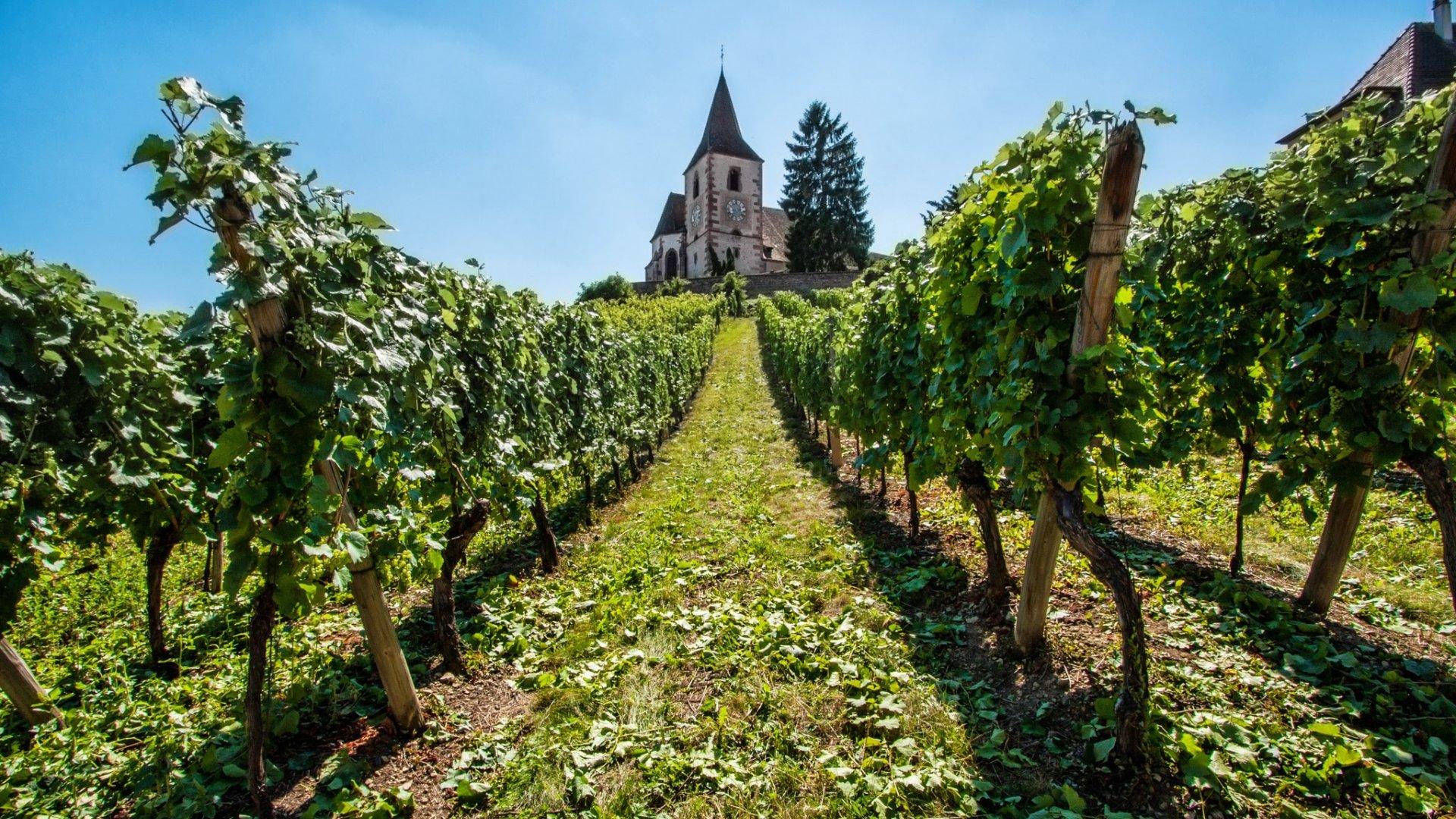 Winery Wallpapers - Top Free Winery Backgrounds - WallpaperAccess