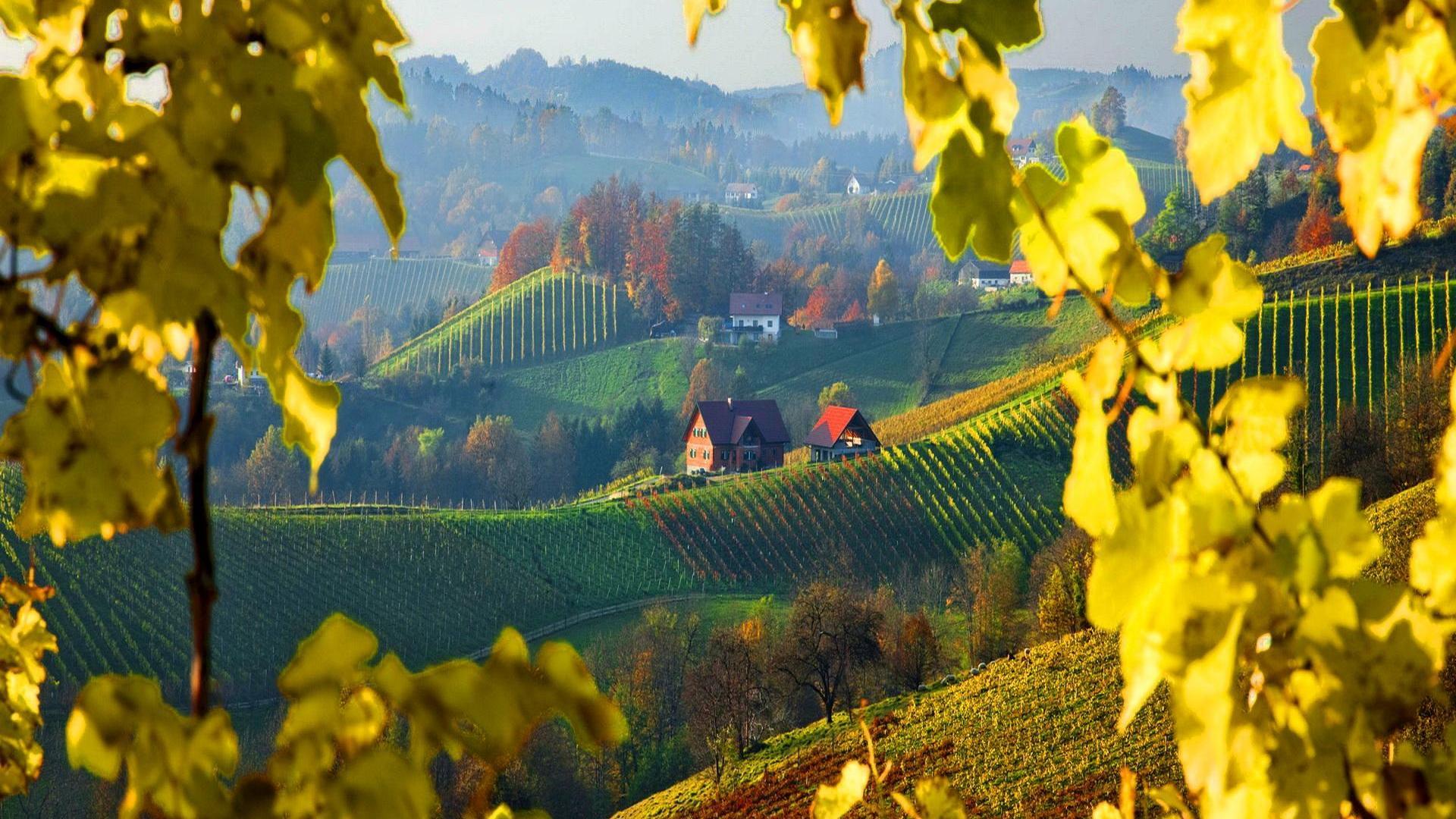 Winery Wallpapers - Top Free Winery Backgrounds - WallpaperAccess