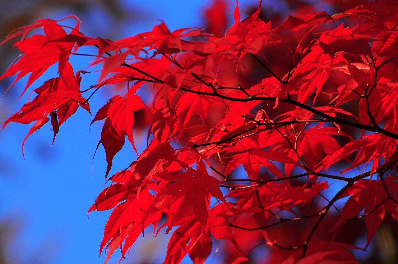 Acer Red Wallpapers - Top Free Acer Red Backgrounds - WallpaperAccess