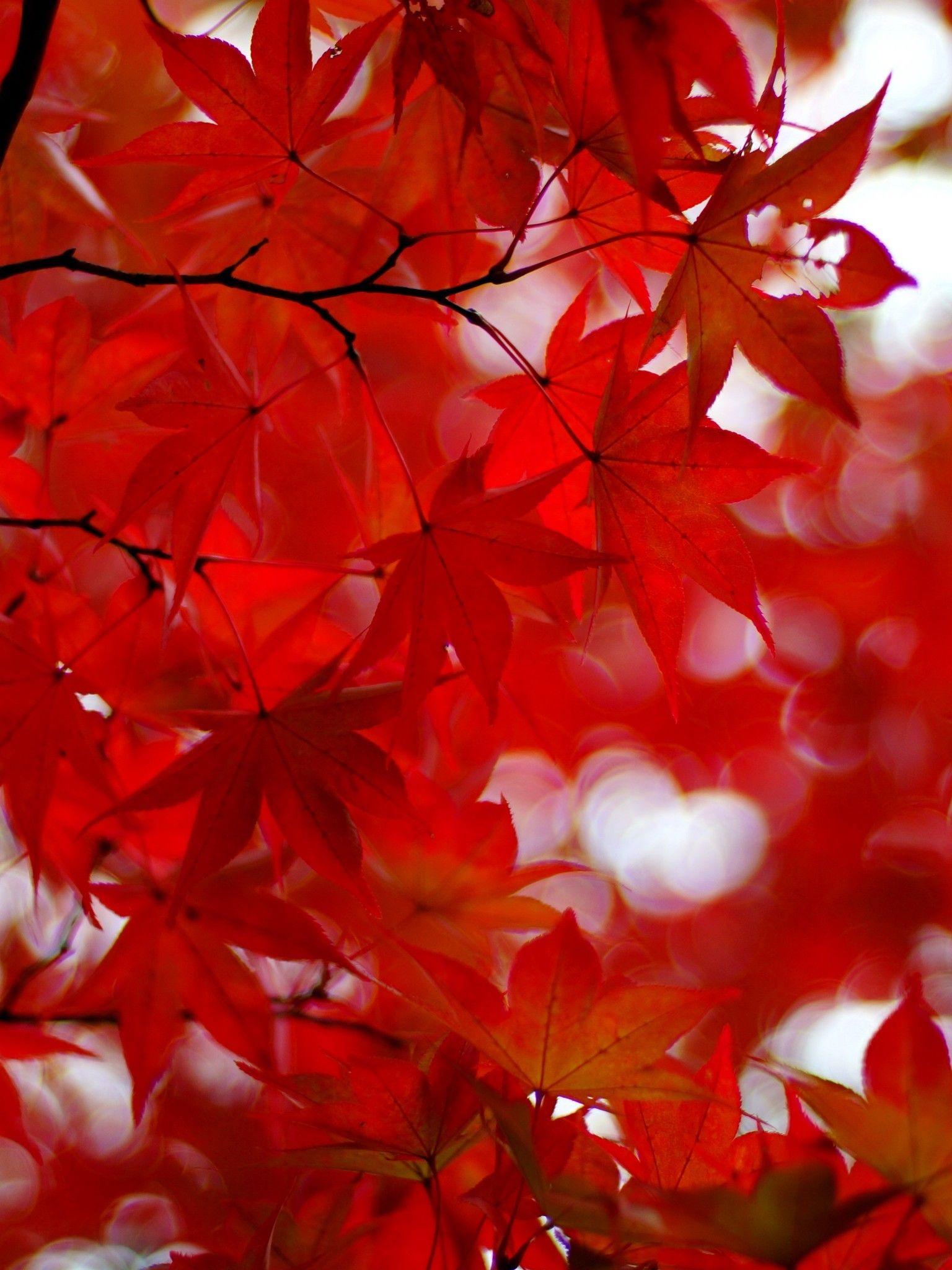 Acer Red Wallpapers - Top Free Acer Red Backgrounds - WallpaperAccess