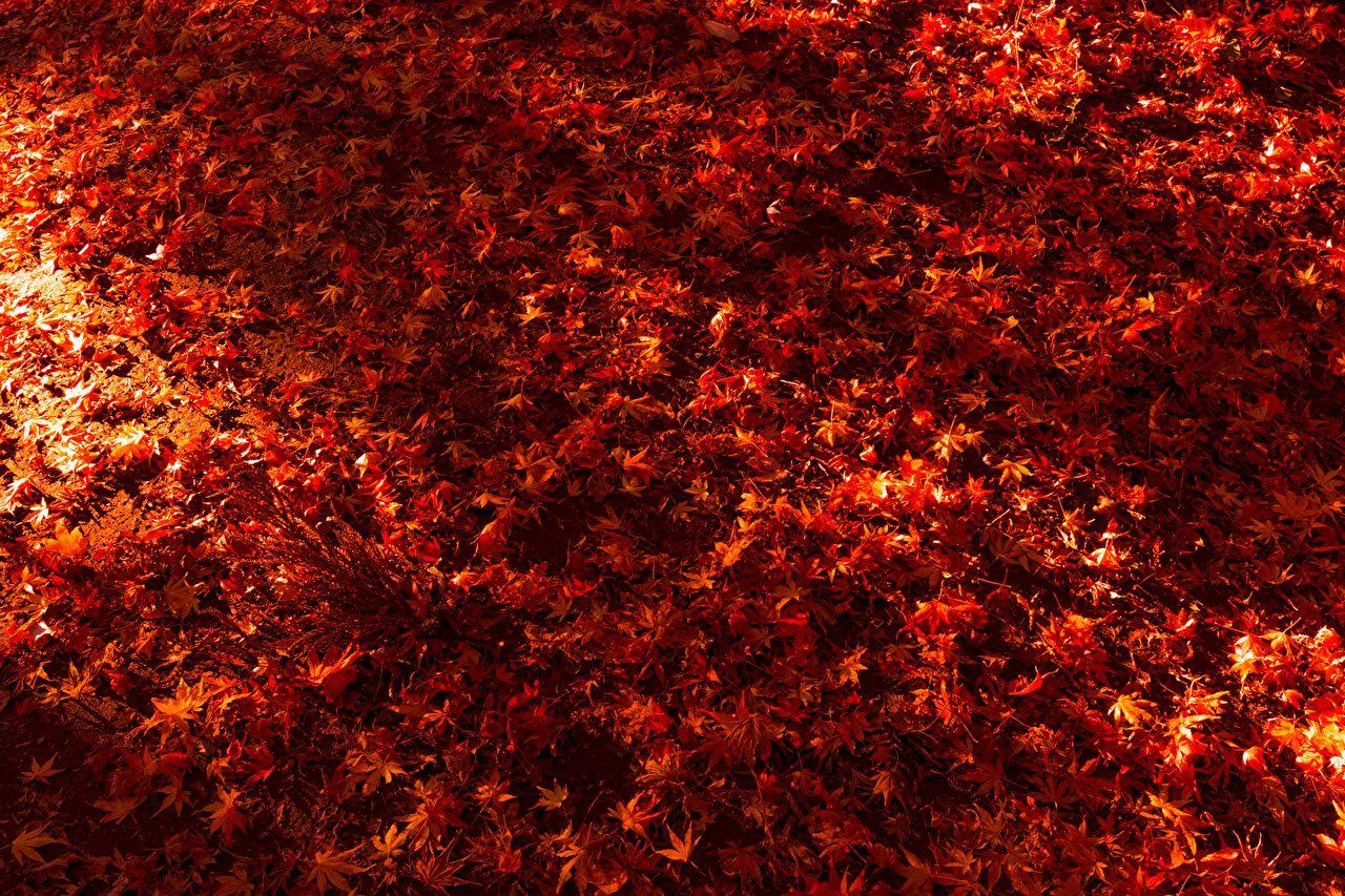 Acer Red Wallpapers - Top Free Acer Red Backgrounds - WallpaperAccess