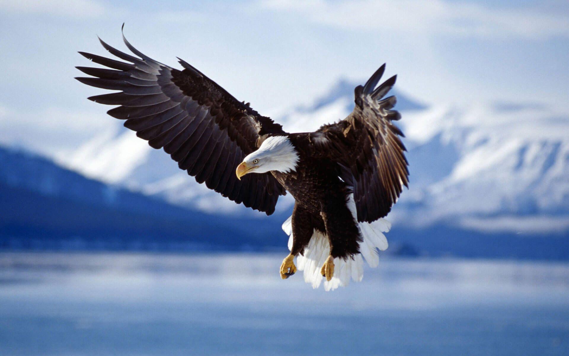 Eagle Flying HD Wallpapers - Top Free Eagle Flying HD Backgrounds ...