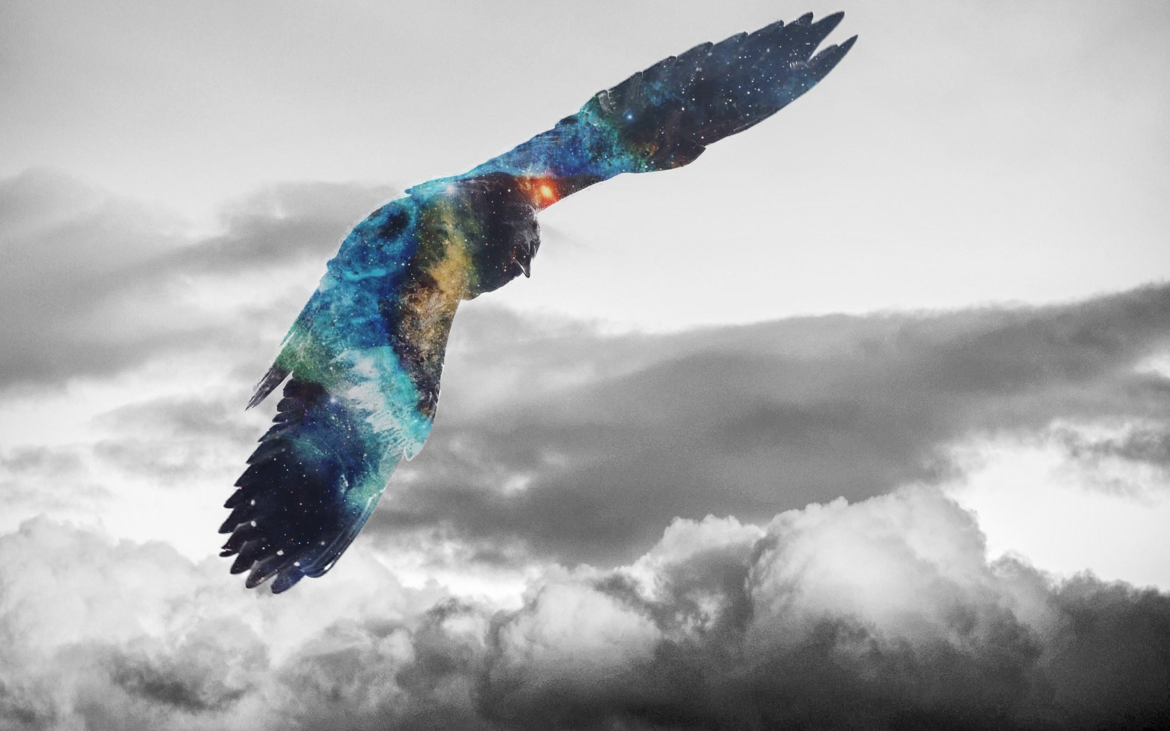Eagle Flying HD Wallpapers - Top Free Eagle Flying HD Backgrounds ...