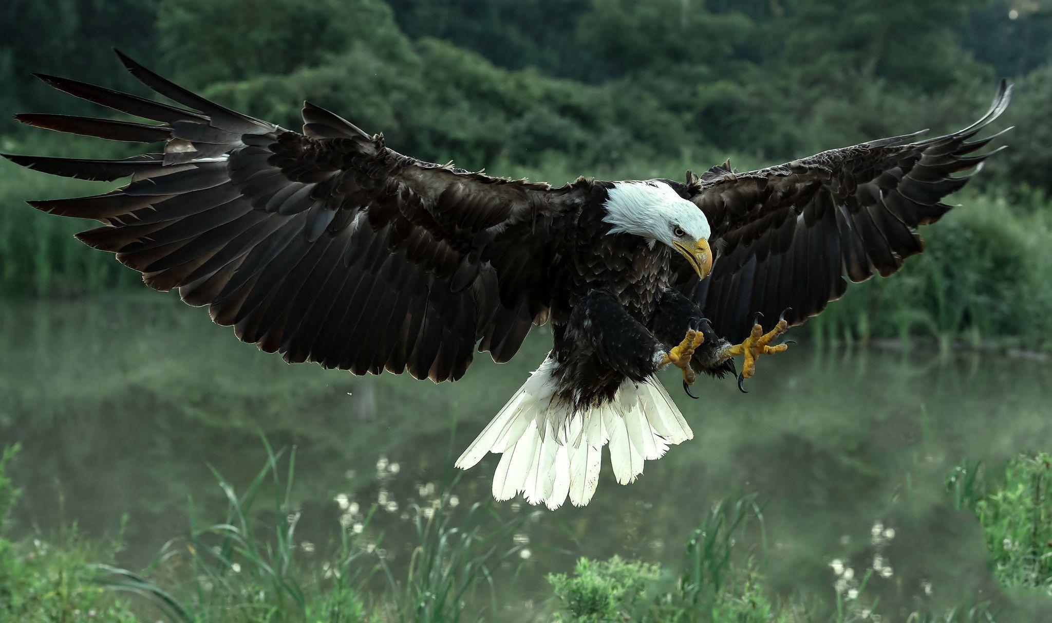 Eagle Flying HD Wallpapers - Top Free Eagle Flying HD Backgrounds - WallpaperAccess