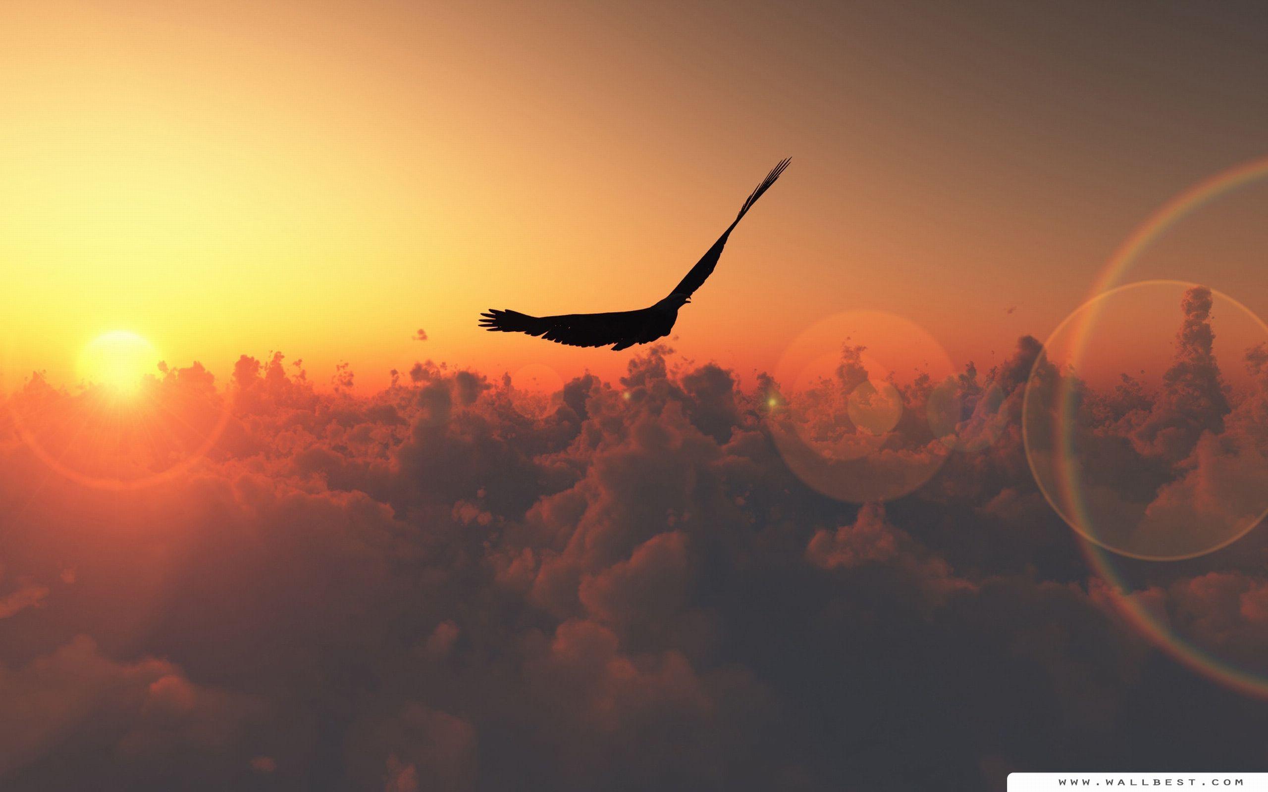 Eagle Flying HD Wallpapers - Top Những Hình Ảnh Đẹp