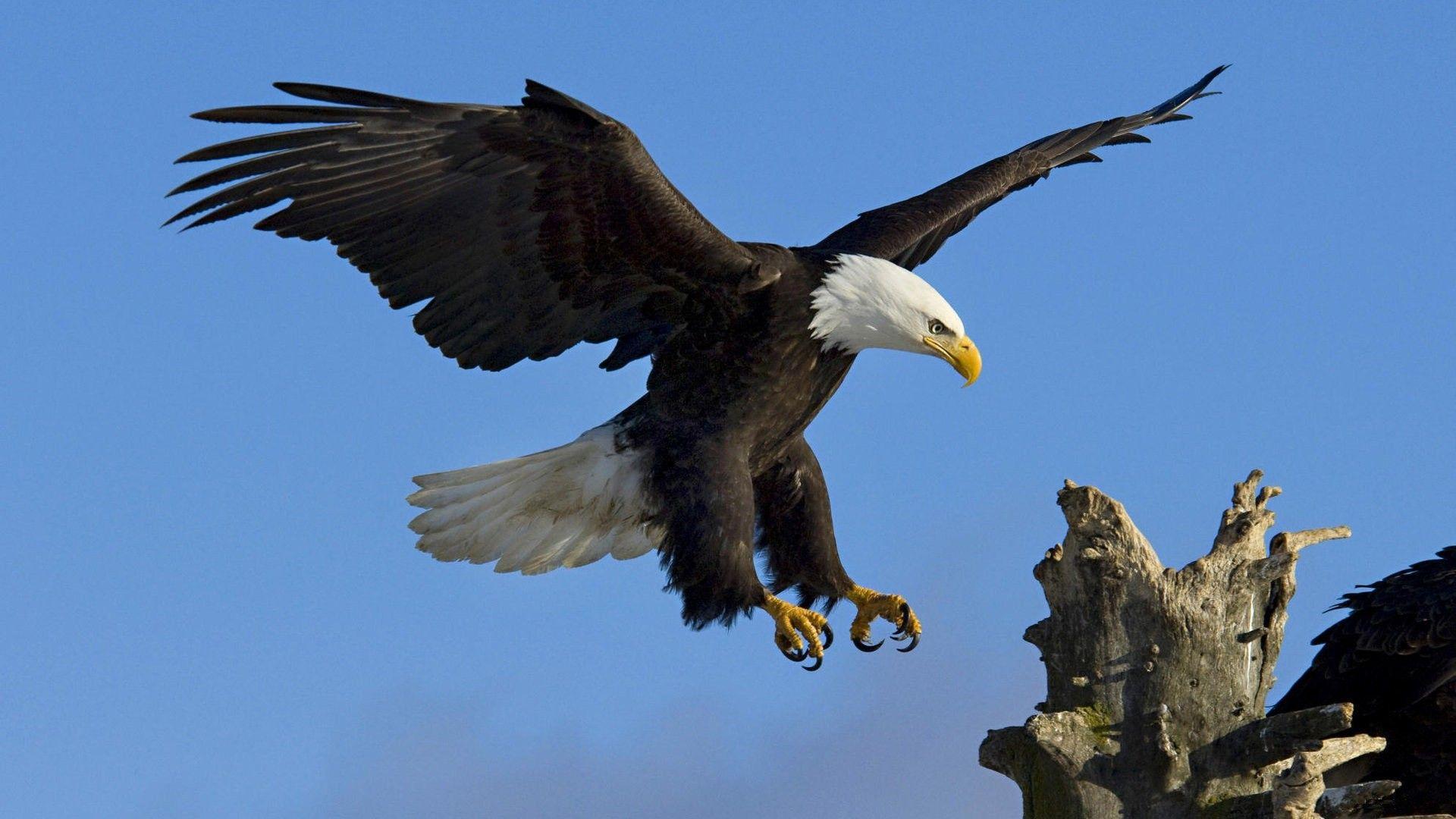 Eagle Flying HD Wallpapers - Top Free Eagle Flying HD Backgrounds ...