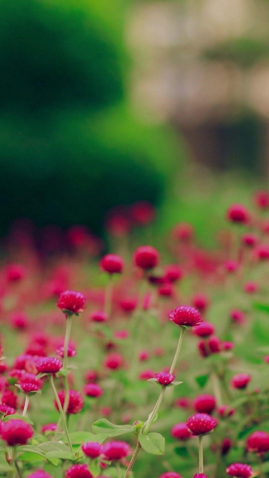 Best Spring Wallpapers - Top Free Best Spring Backgrounds - WallpaperAccess