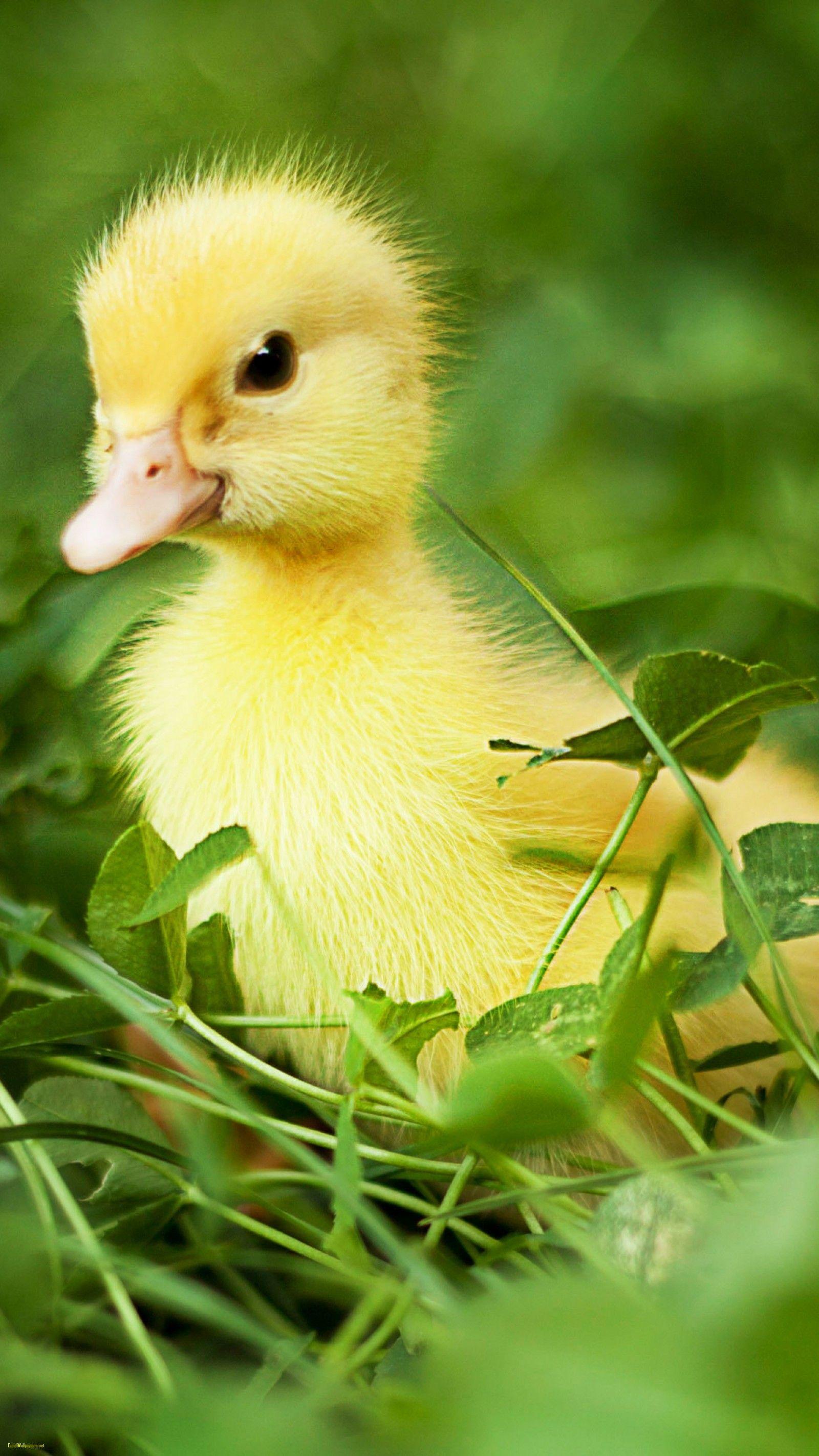 Yellow Duck Wallpapers - Top Free Yellow Duck Backgrounds - WallpaperAccess