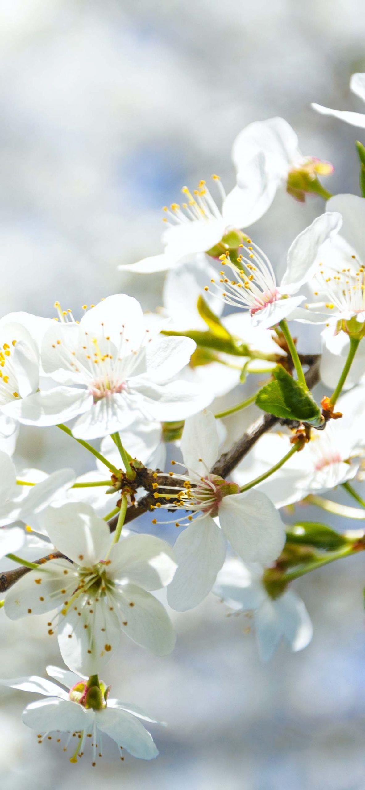 Best Spring Wallpapers - Top Free Best Spring Backgrounds - WallpaperAccess