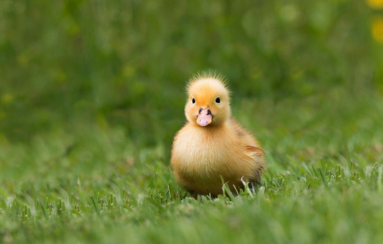 Yellow Duck Wallpapers - Top Free Yellow Duck Backgrounds - WallpaperAccess