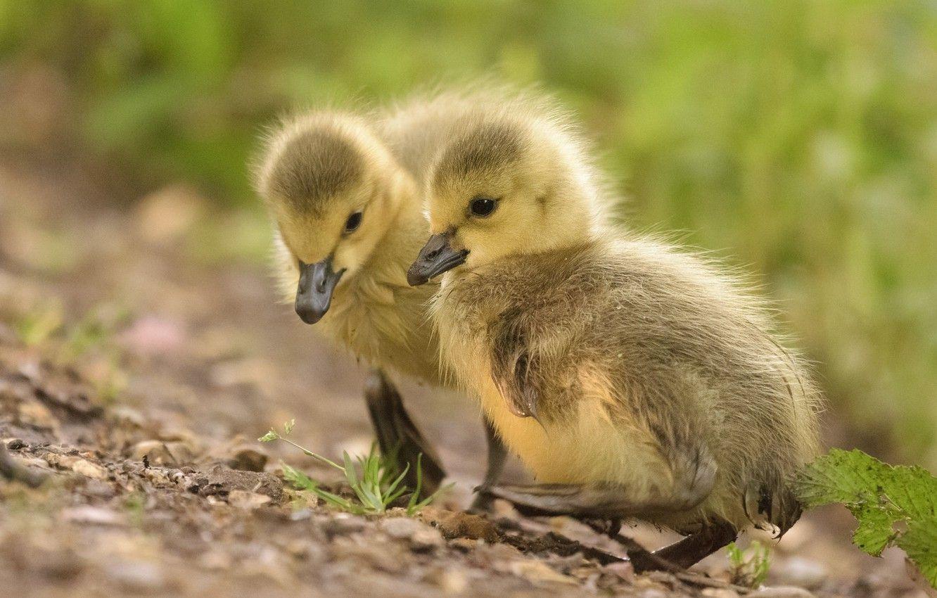 Yellow Duck Wallpapers - Top Free Yellow Duck Backgrounds - WallpaperAccess