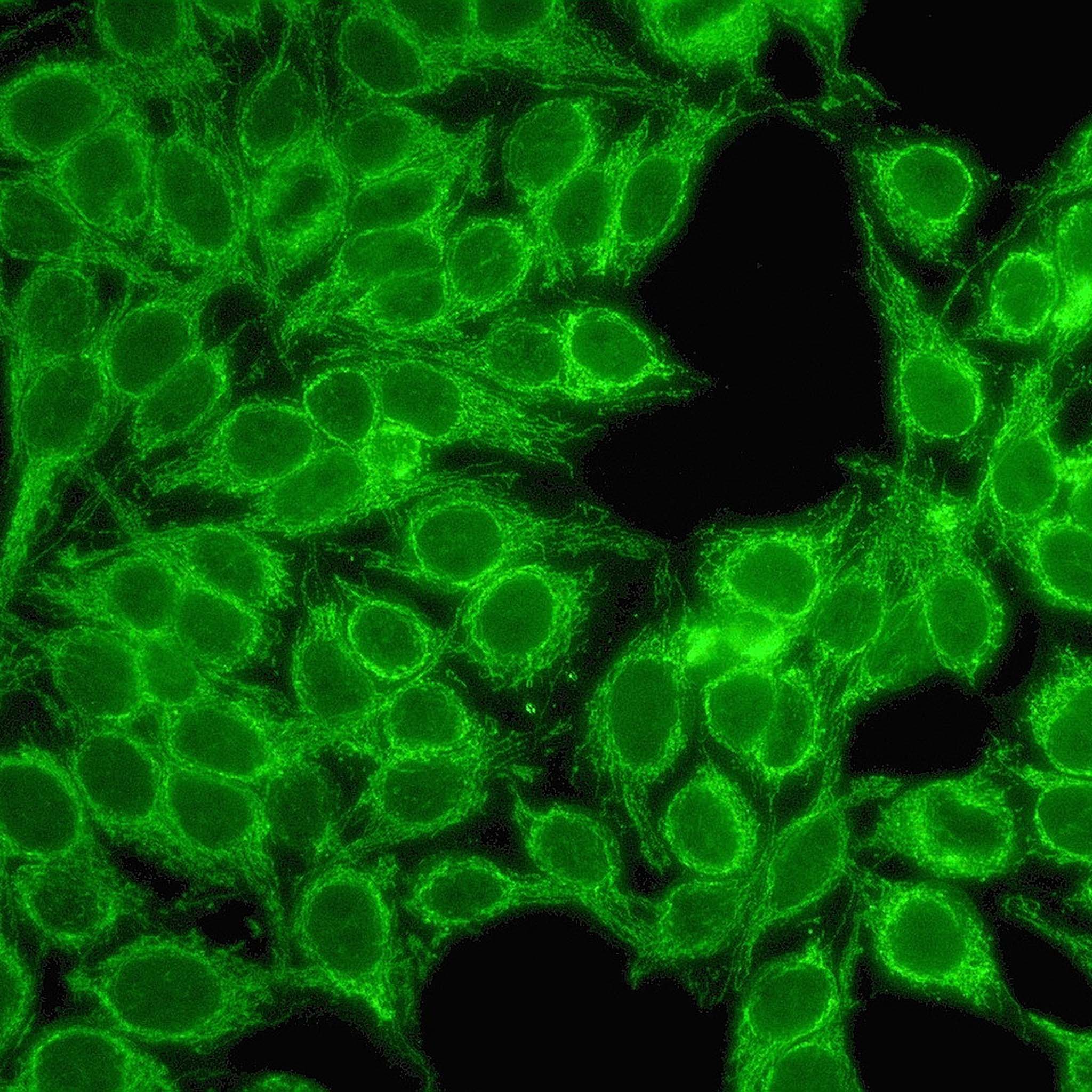 Pathology Wallpapers - Top Free Pathology Backgrounds - WallpaperAccess