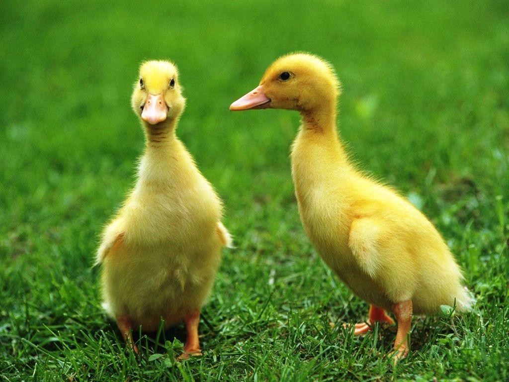 Cute Yellow Ducks Wallpapers - Top Free Cute Yellow Ducks Backgrounds ...