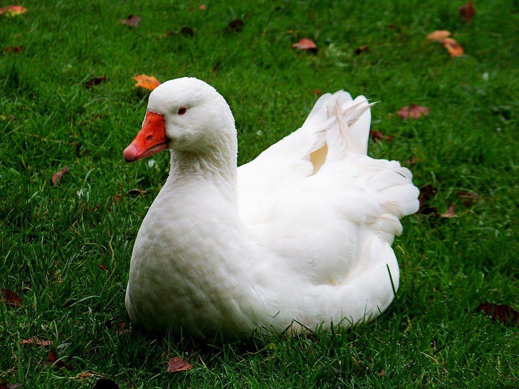 White Duck Wallpapers - Top Free White Duck Backgrounds - WallpaperAccess