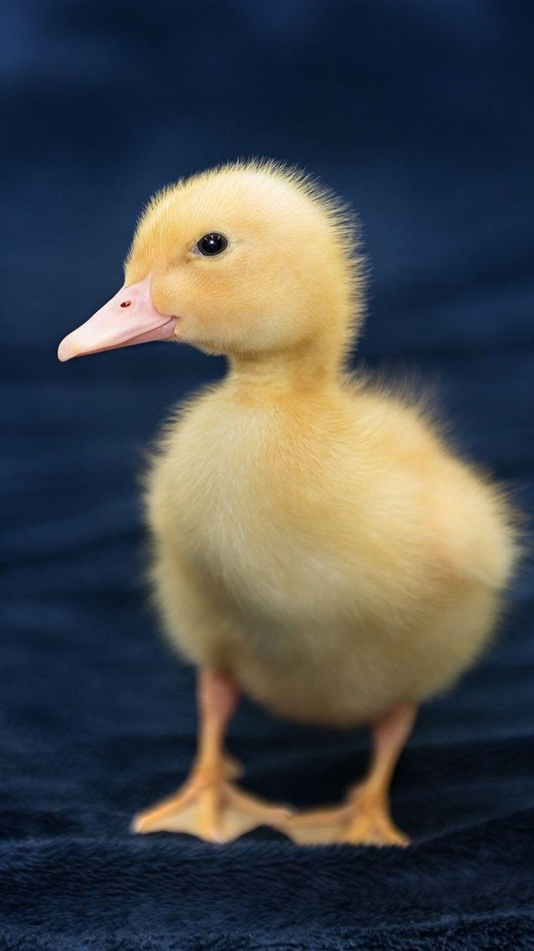 Yellow Duck Wallpapers - Top Free Yellow Duck Backgrounds - WallpaperAccess