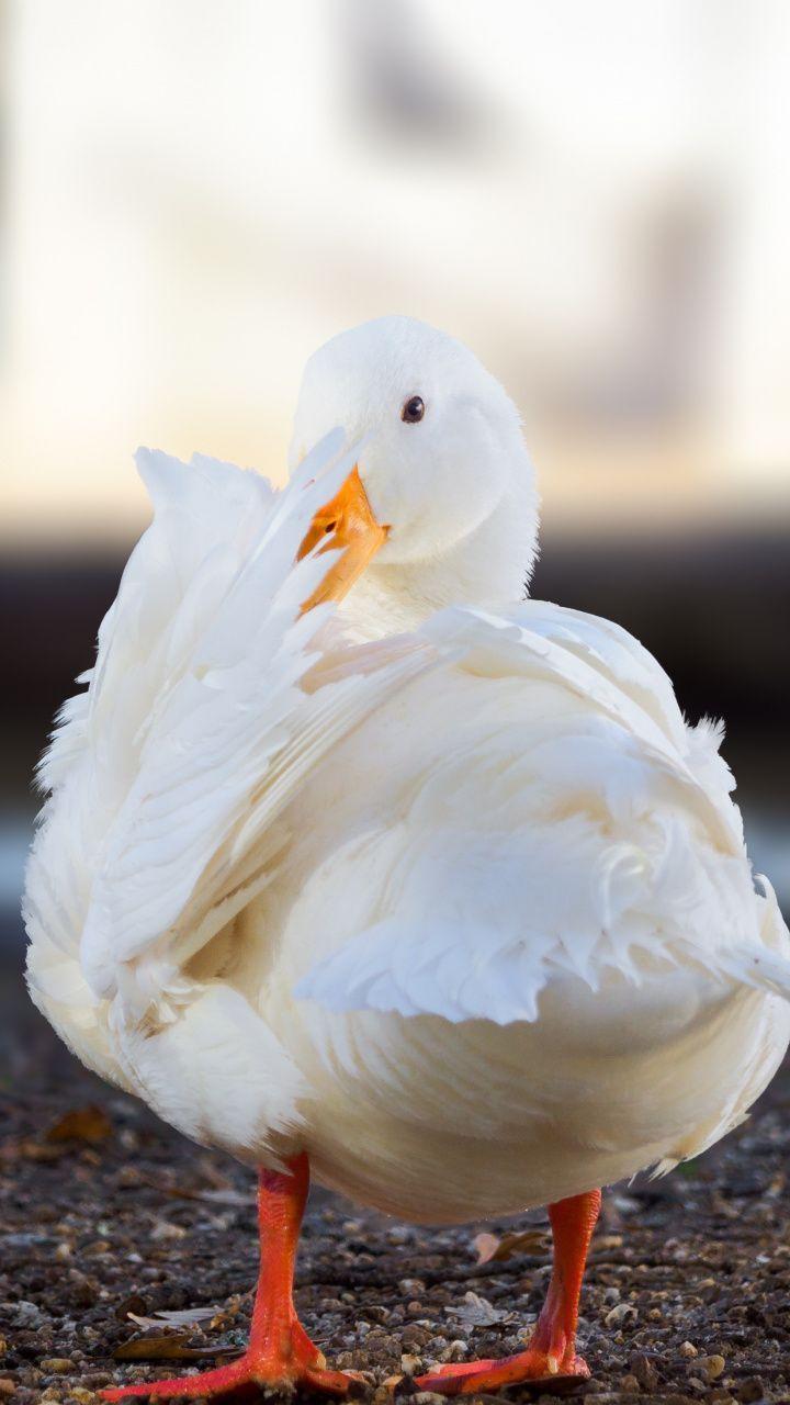 White Duck Wallpapers - Top Free White Duck Backgrounds - WallpaperAccess