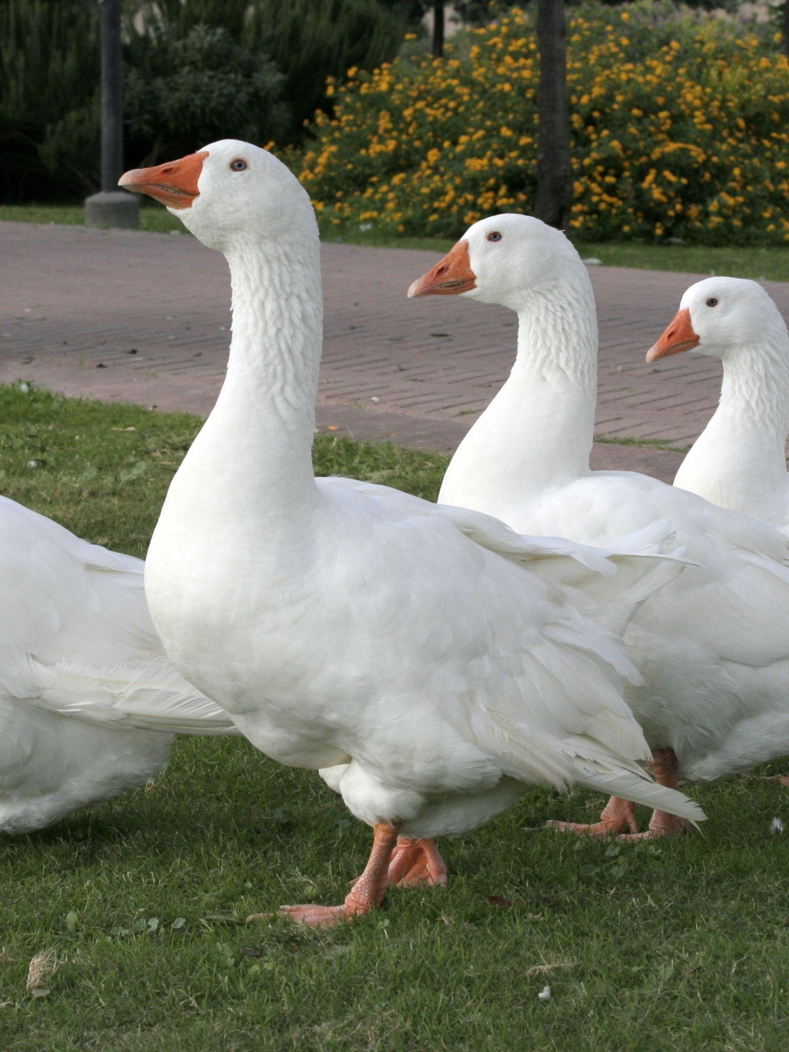 White Duck Wallpapers - Top Free White Duck Backgrounds - WallpaperAccess