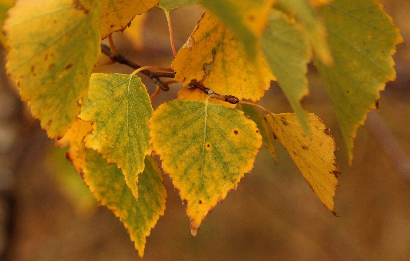 Pathology Wallpapers - Top Free Pathology Backgrounds - WallpaperAccess