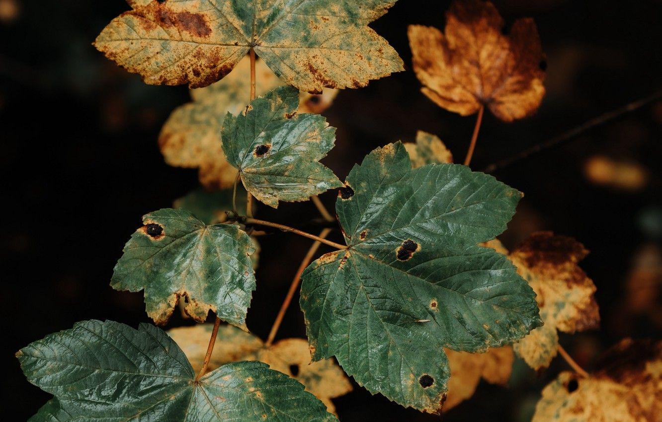 Pathology Wallpapers - Top Free Pathology Backgrounds - WallpaperAccess