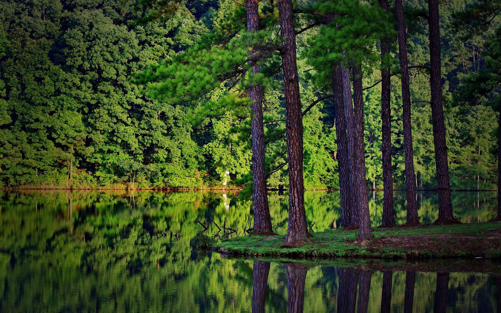 Lake Forest Wallpapers - Top Free Lake Forest Backgrounds - WallpaperAccess