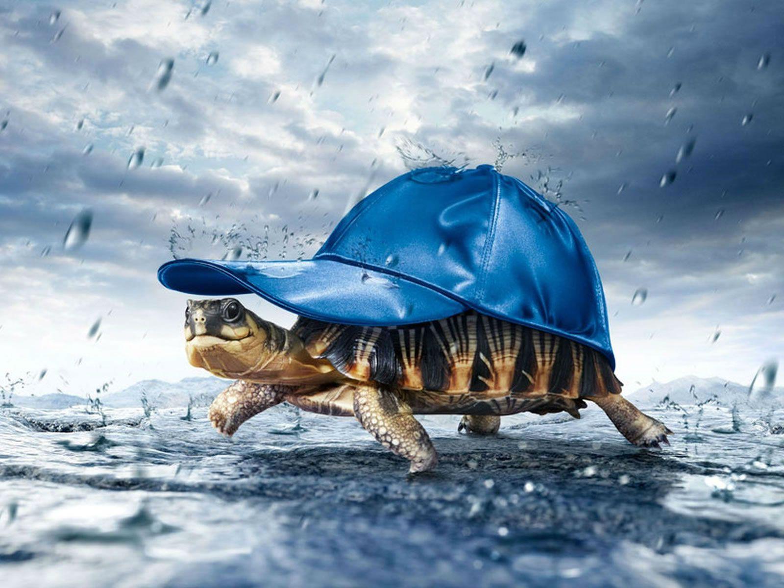 Animals Rain Wallpapers - Top Free Animals Rain Backgrounds ...