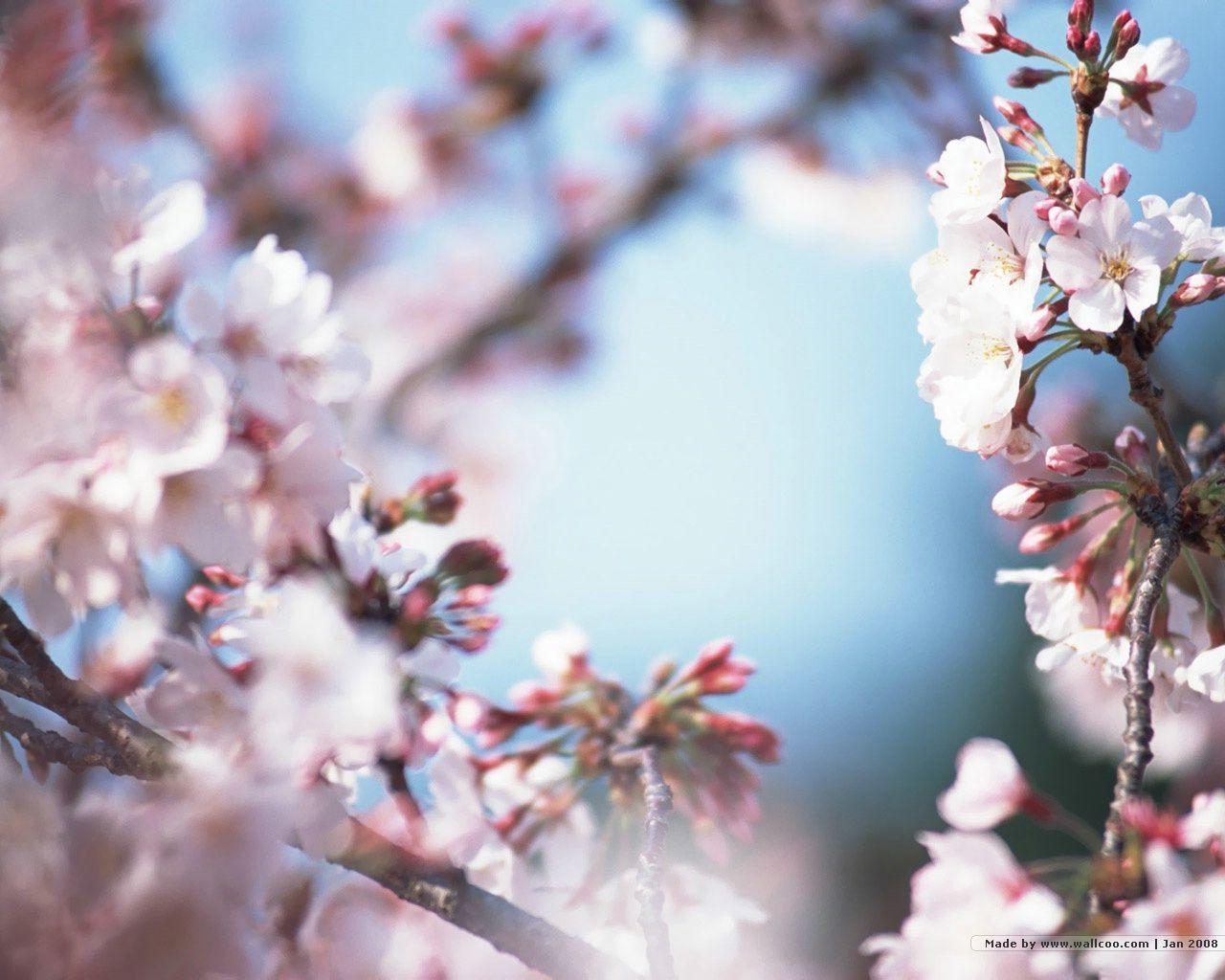 Japanese Sakura Wallpapers - Top Free Japanese Sakura Backgrounds ...
