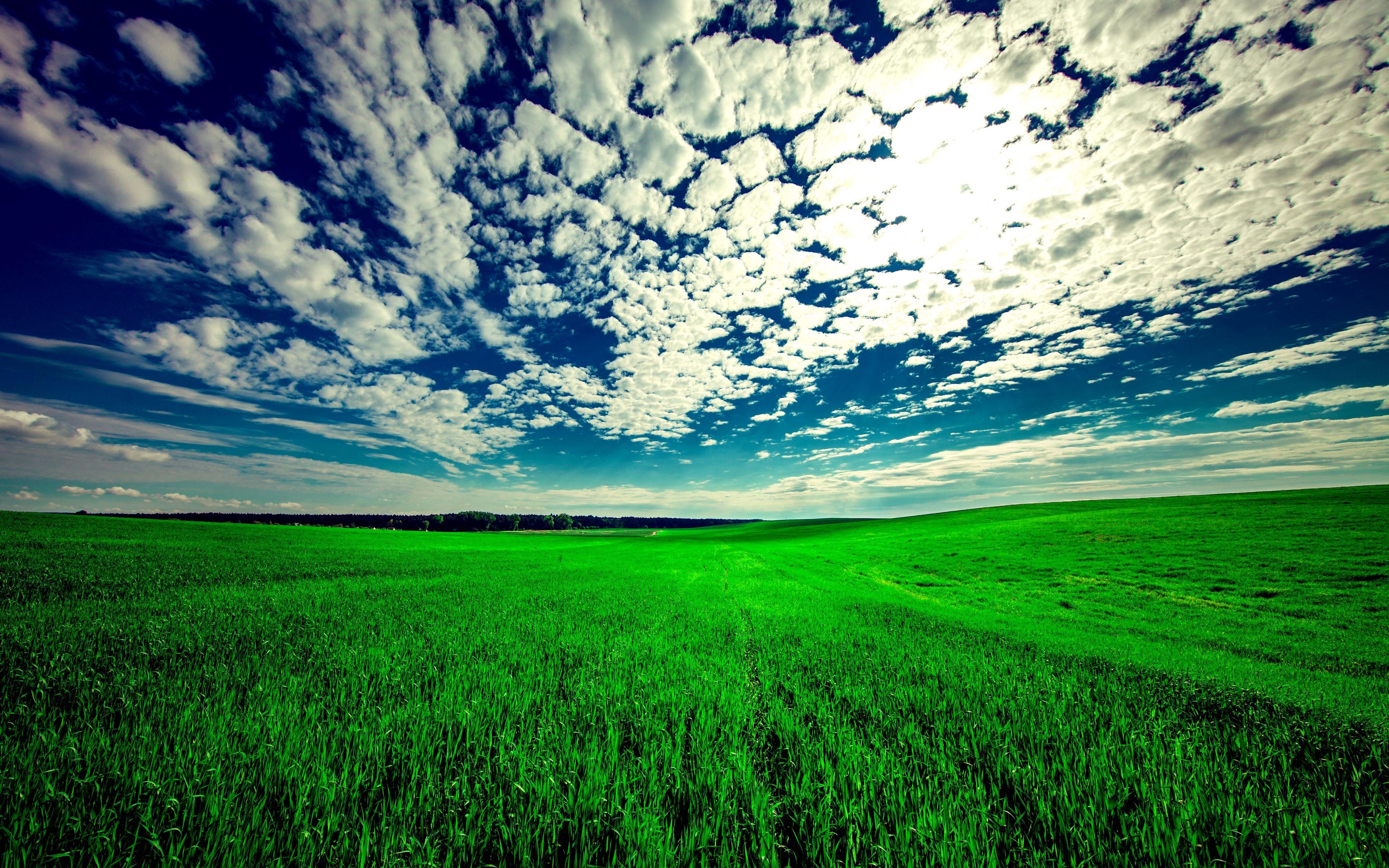 4K Grass Wallpapers - Top Free 4K Grass Backgrounds - WallpaperAccess