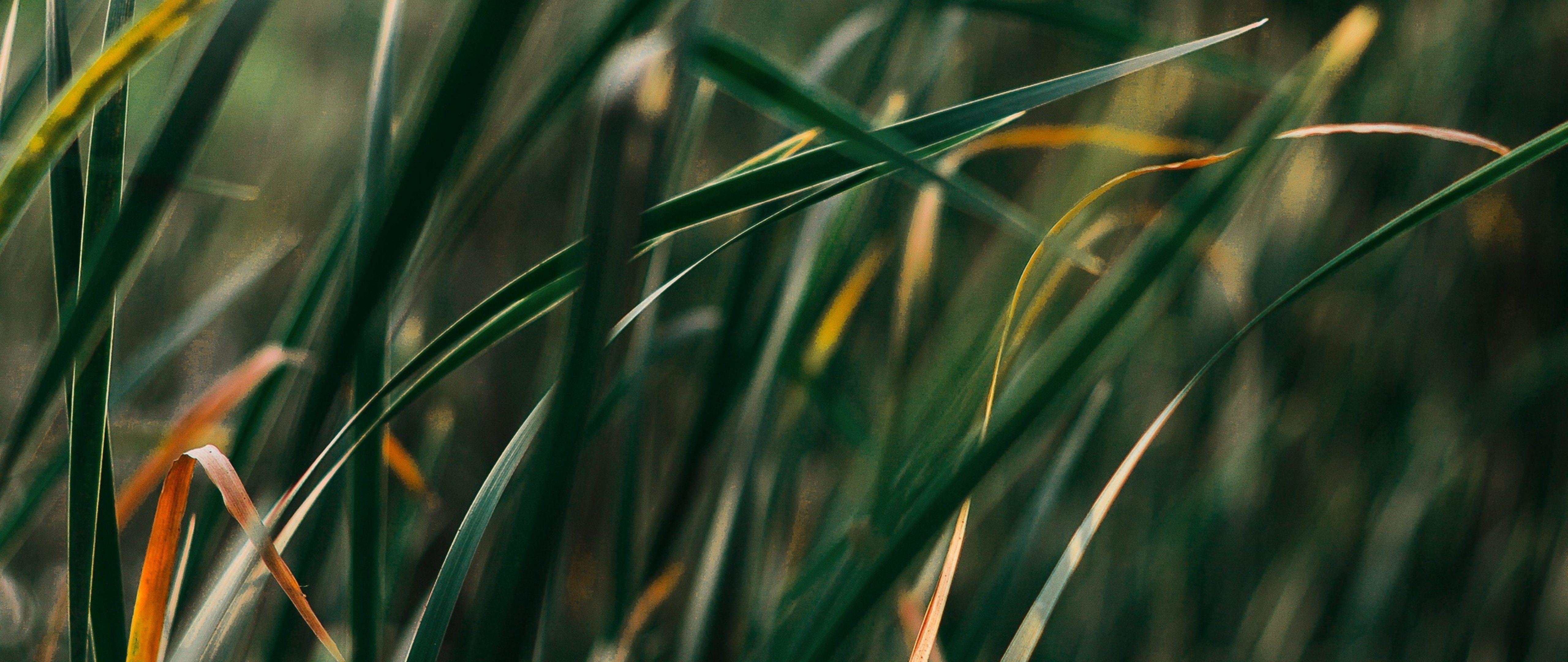 4K Grass Wallpapers - Top Free 4K Grass Backgrounds - WallpaperAccess