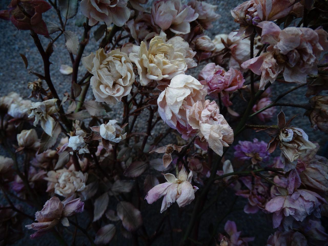 Dead Flowers Wallpapers - Top Free Dead Flowers Backgrounds ...