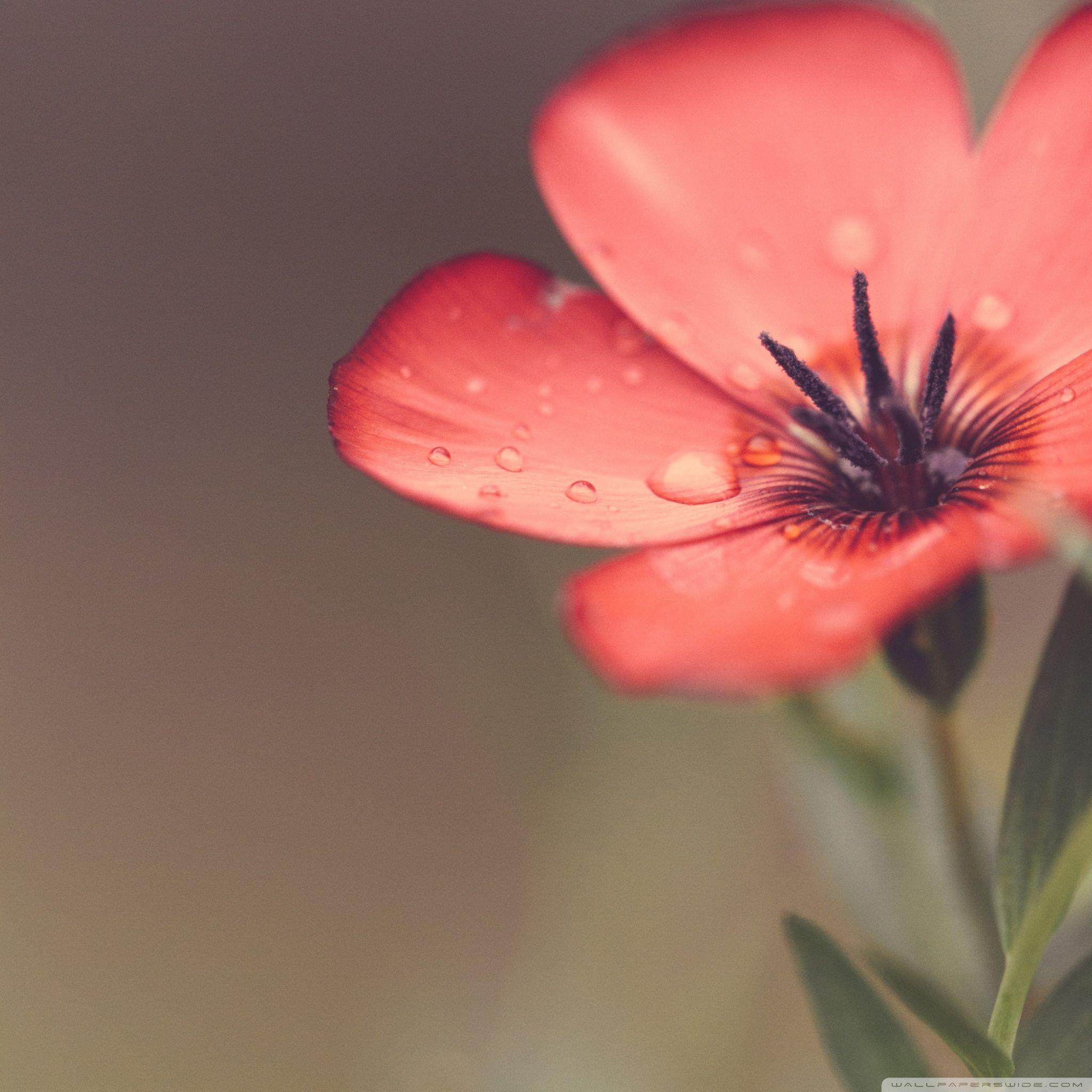 Coral Floral iPhone Wallpapers - Top Free Coral Floral iPhone ...