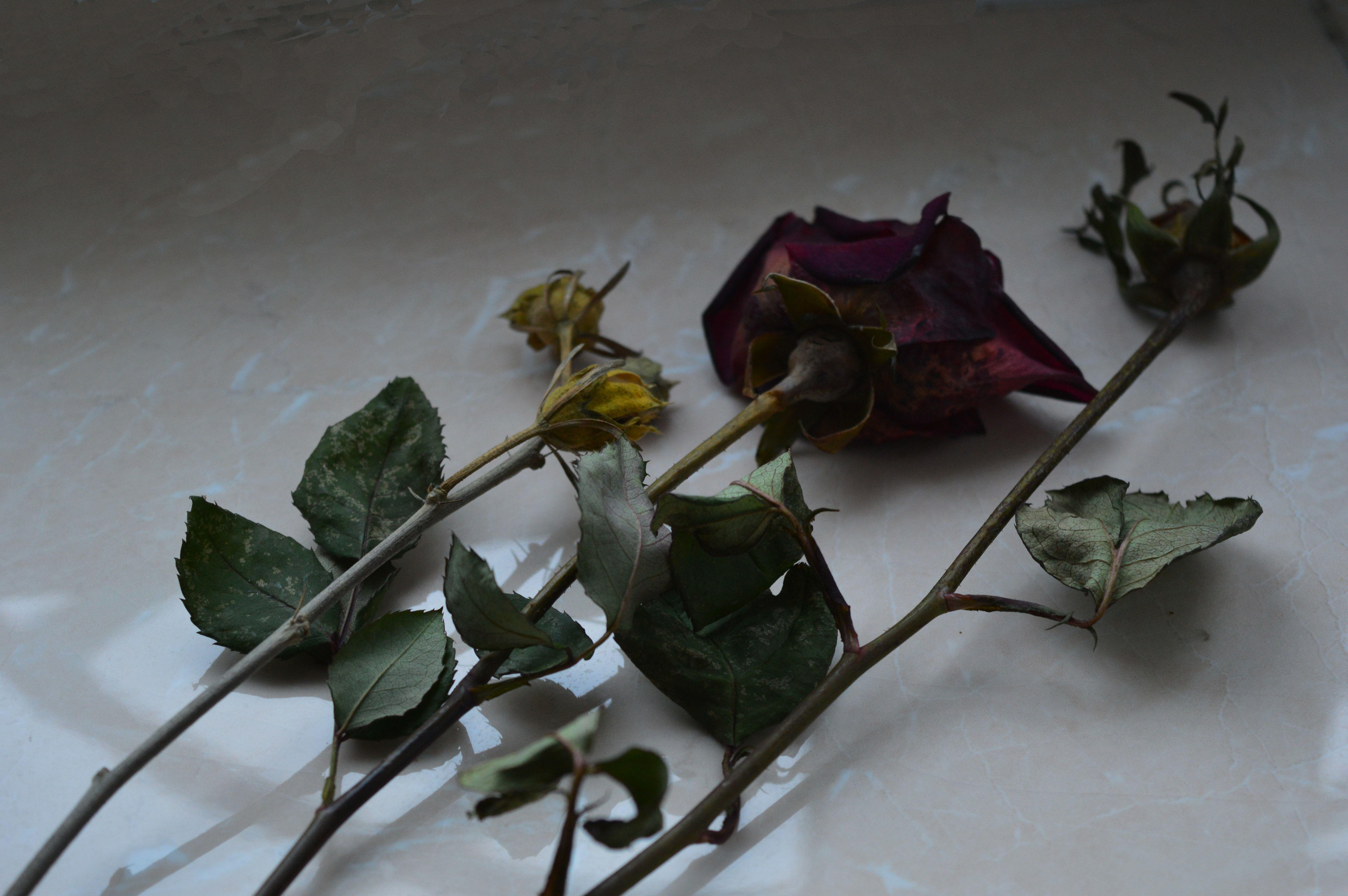 Dead Flowers Wallpapers - Top Free Dead Flowers Backgrounds ...