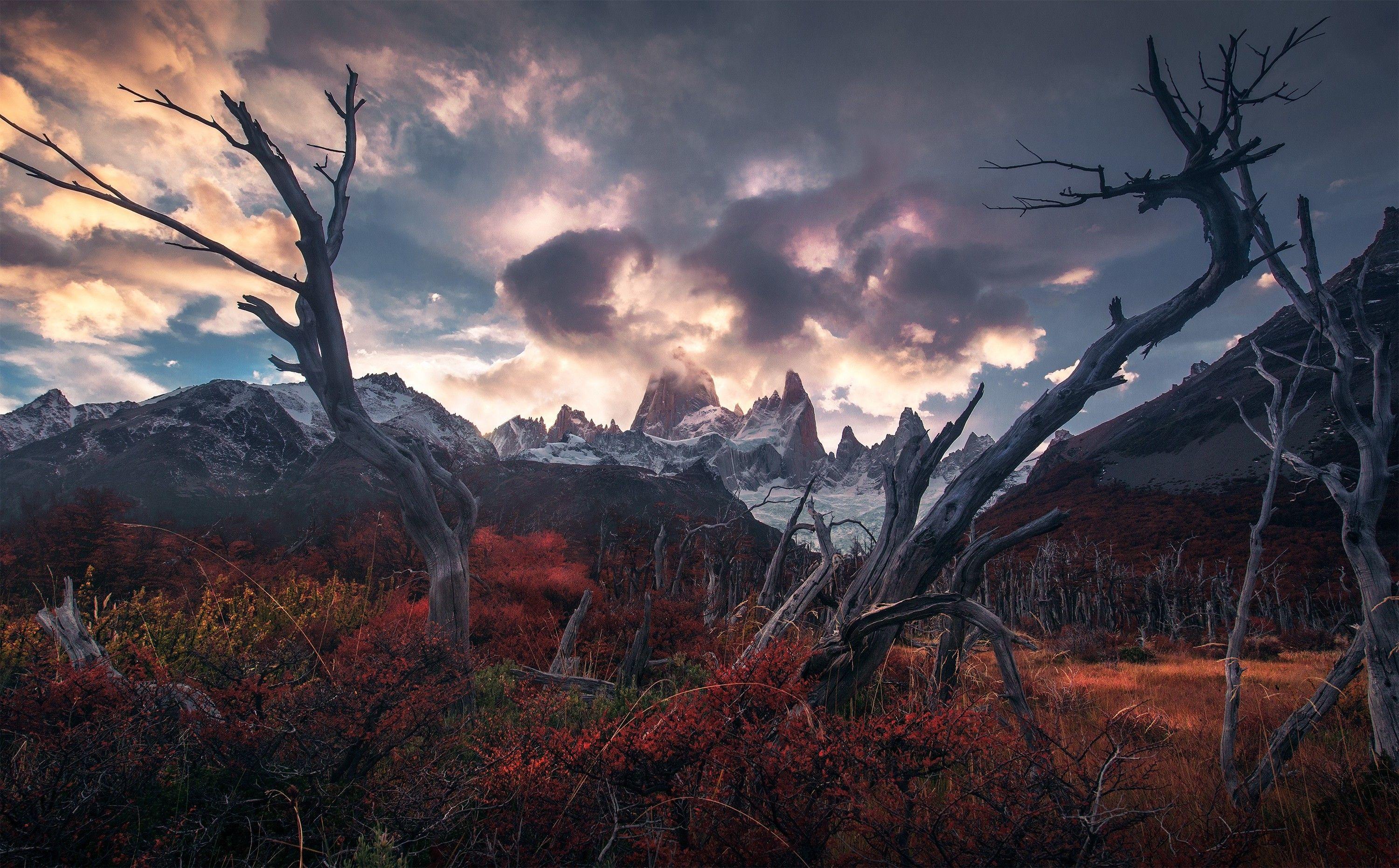 Dead Flowers Wallpapers - Top Free Dead Flowers Backgrounds ...