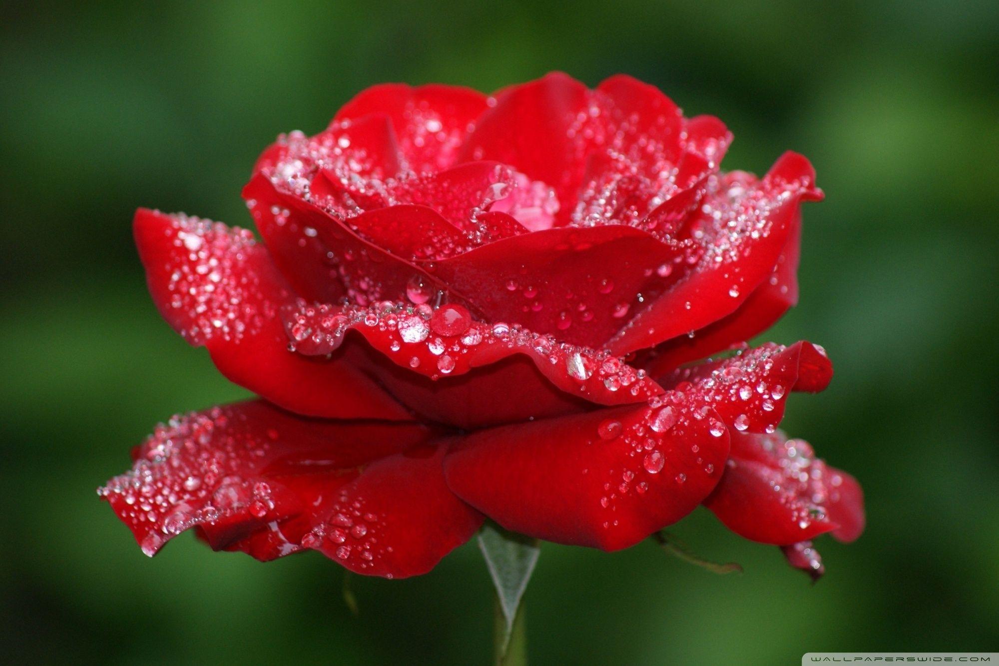 Red Rose Flower Wallpapers - Top Free Red Rose Flower Backgrounds ...