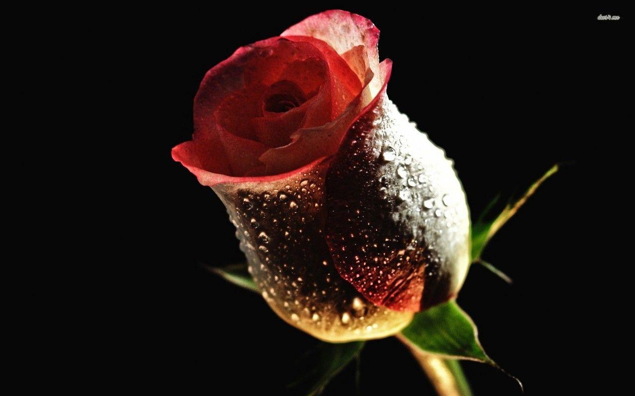 Red Rose Flower Wallpapers - Top Free Red Rose Flower Backgrounds ...