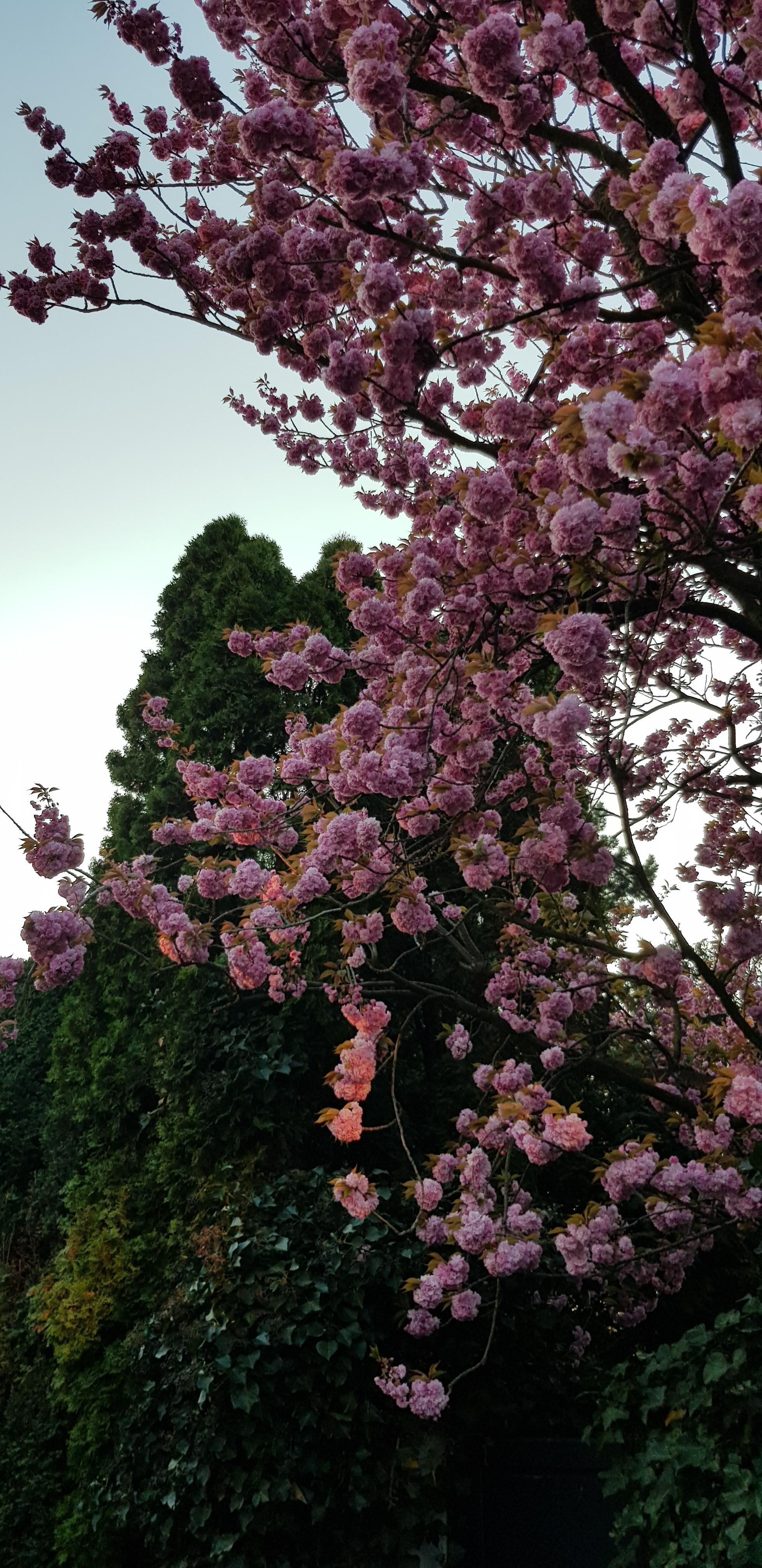 Cherry iPhone Wallpapers - Top Free Cherry iPhone Backgrounds ...